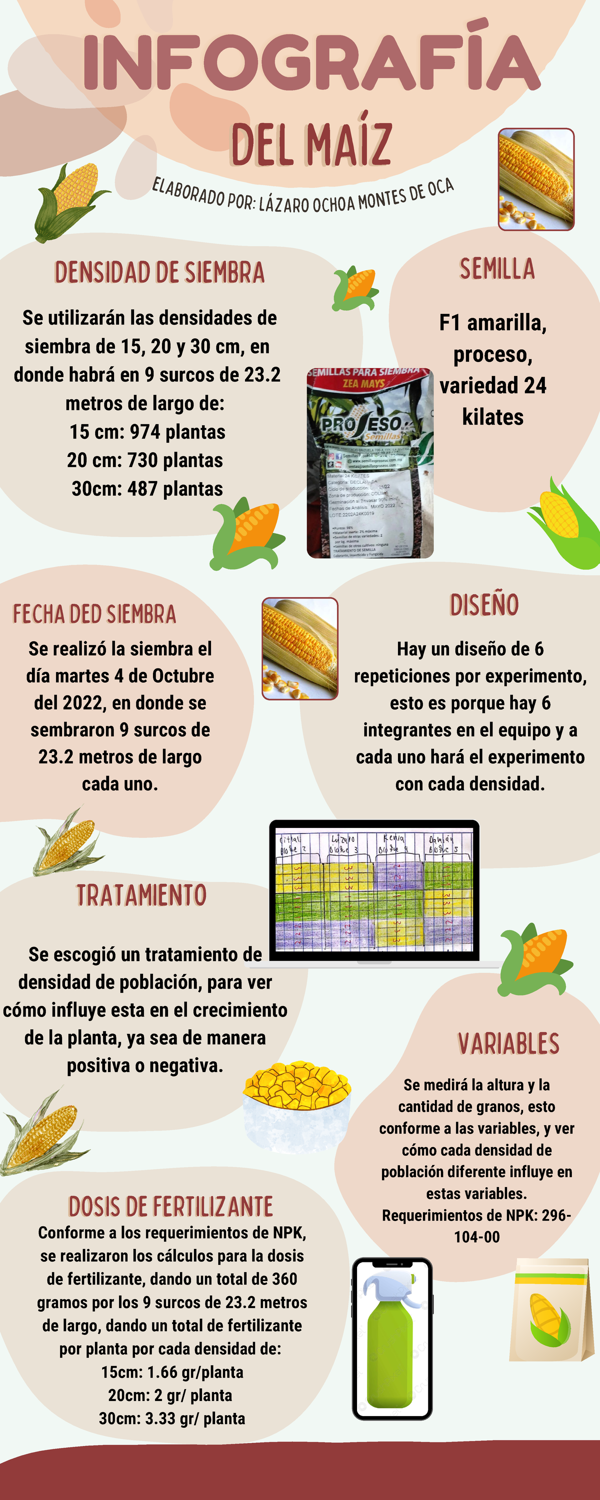 Infografía sobre el Maíz: Influencia de la Densidad de Población - Studocu