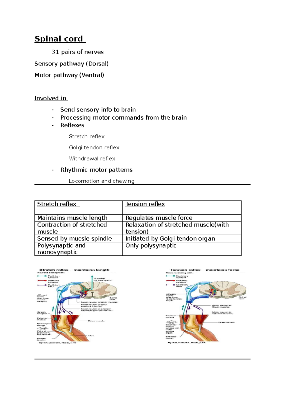 CNS Physiology: Spinal Cord Nerves & Reflex Pathways (Lecture 2) - Studocu