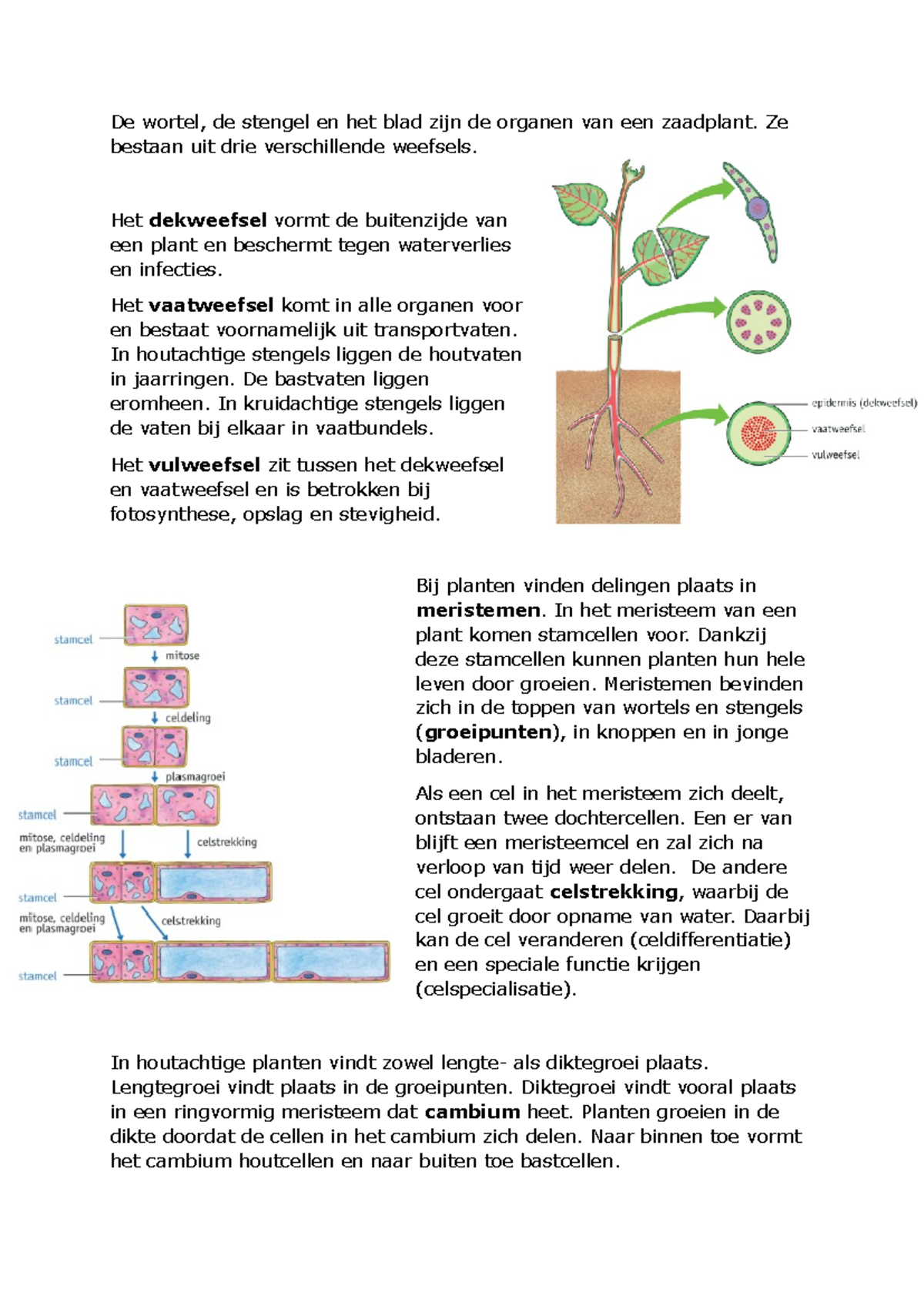 Samenvatting van Plantenstructuren en -functies T5 - Studeersnel