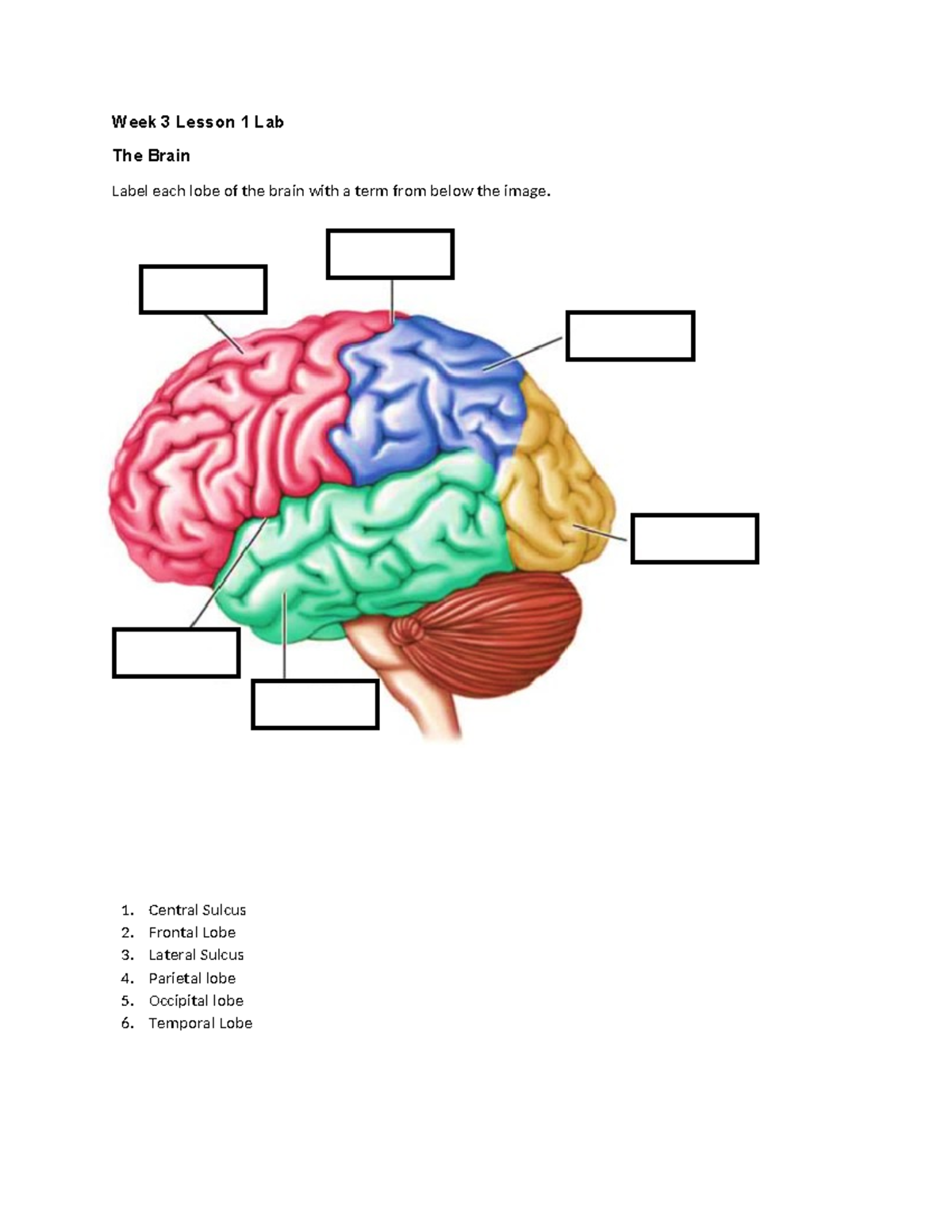 AHP106 Week 3 Lab: Brain Structure and Lobe Identification - Studocu