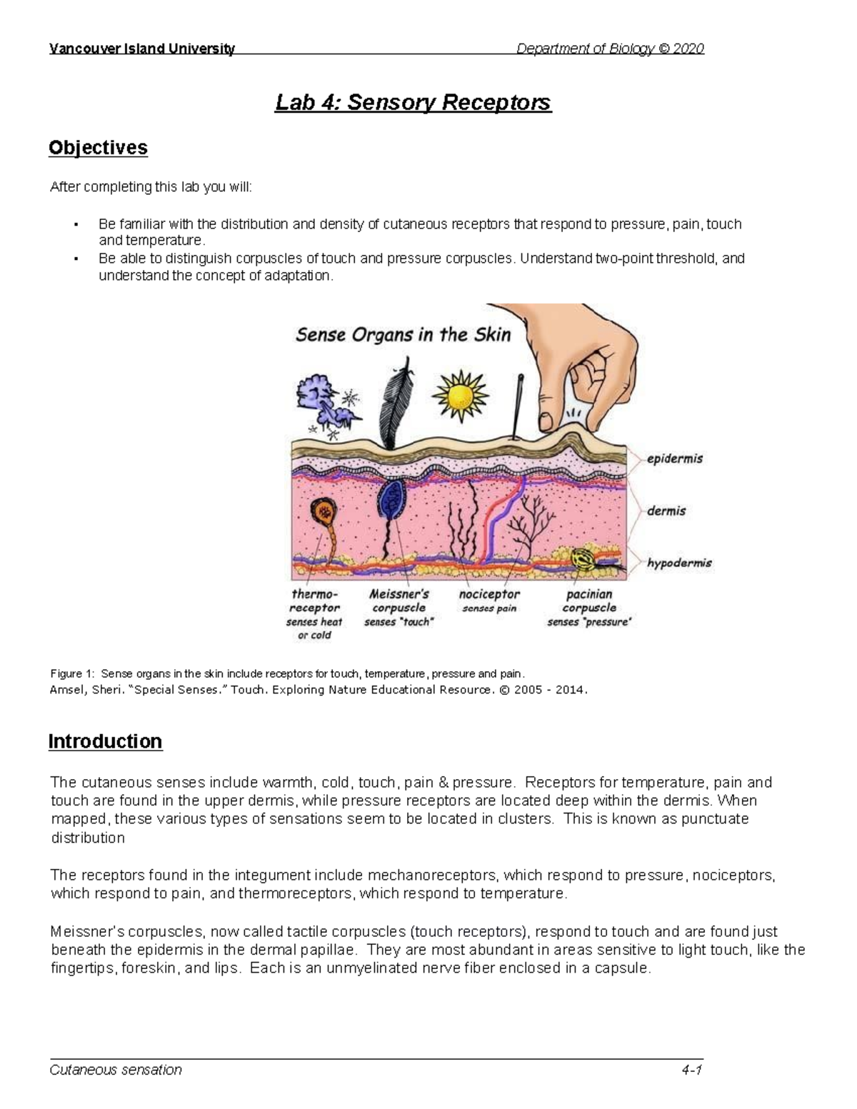 Lab 4: Sensory Receptors - A Study on Touch and Pain Sensation - Studocu