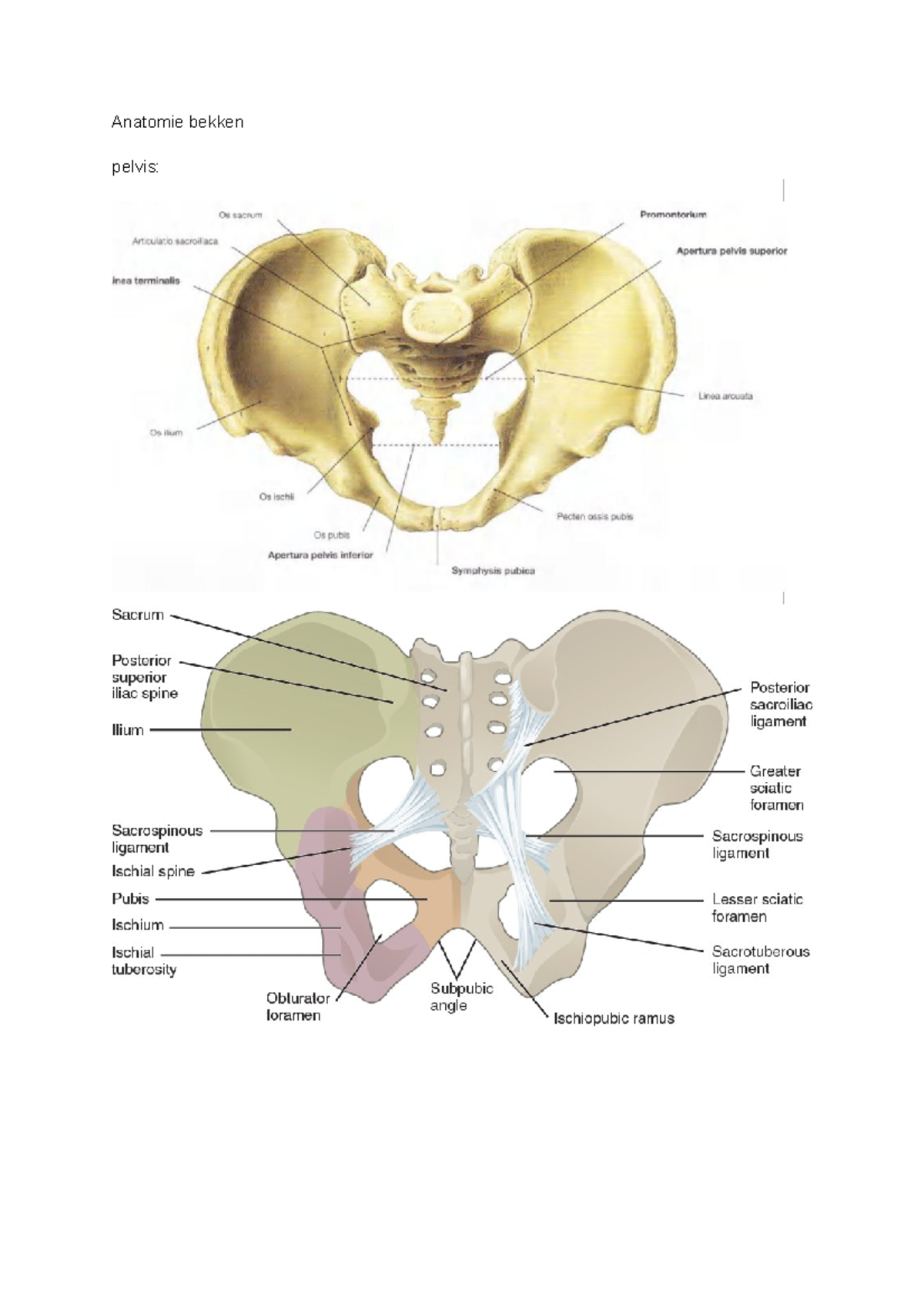 Anatomie Van Valkenvleugel