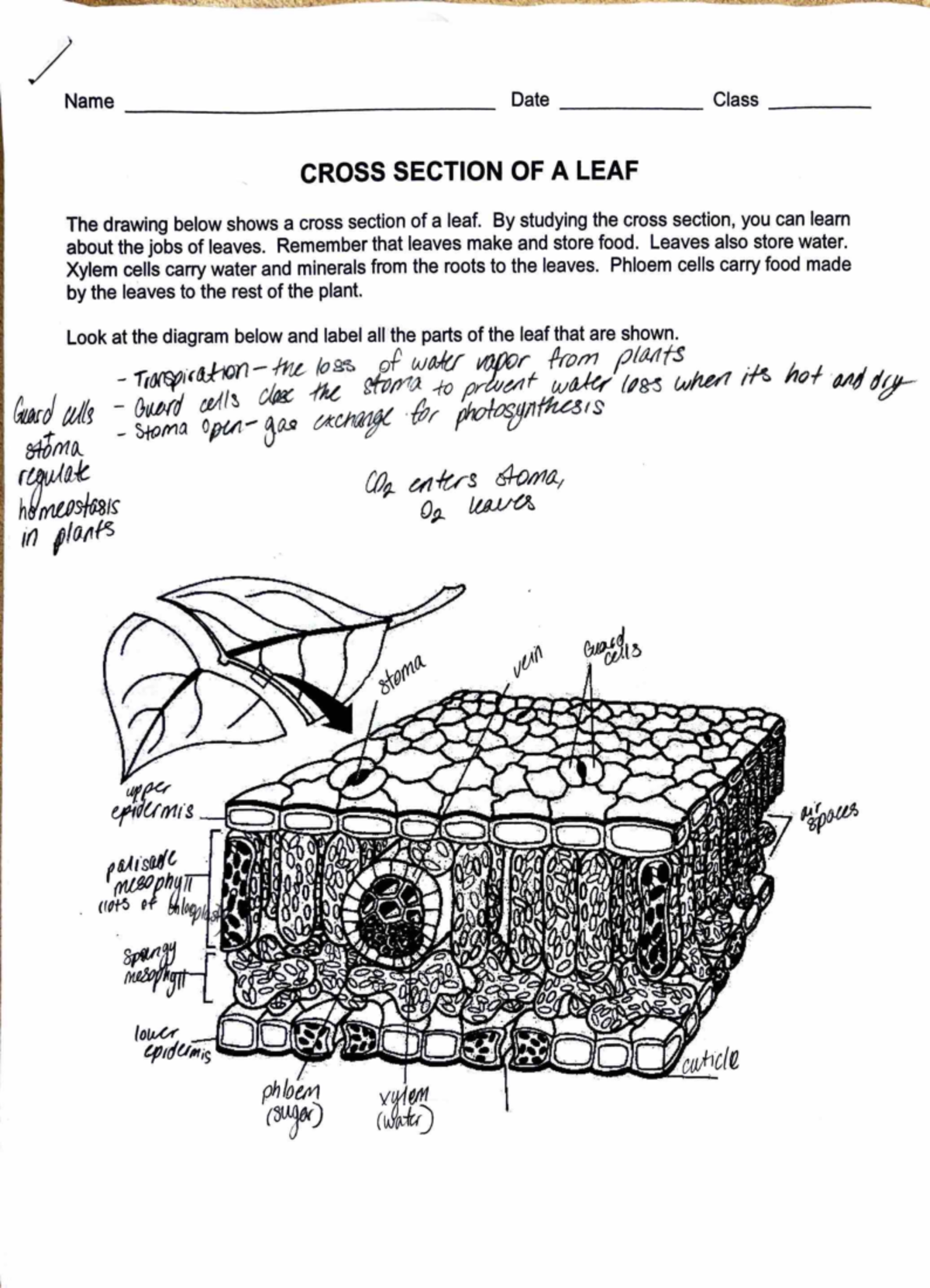 Photosynthesis intro packet - / Name - Date - Class - CROSS SECTION OF ...