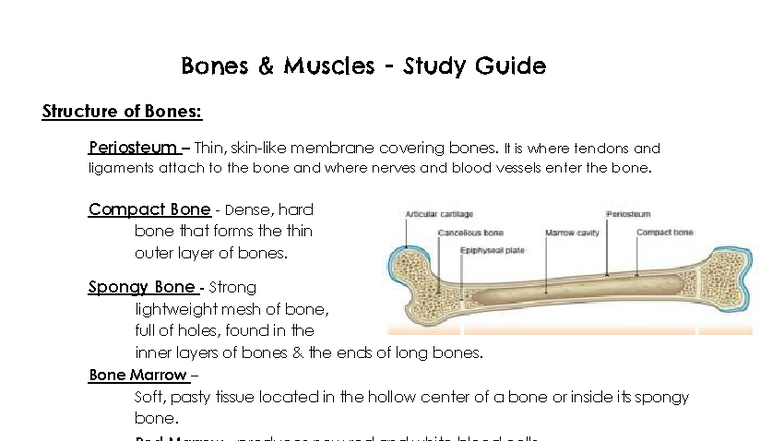Bones & Muscles Study Guide: Structure & Function of Bones - Studocu