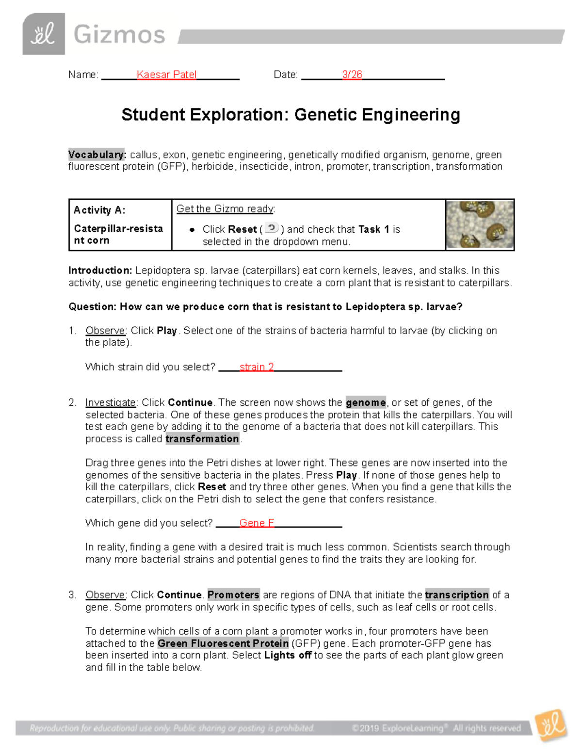 Gizmo Genetic Engineering: Exploring Corn Resistance Strategies - Studocu