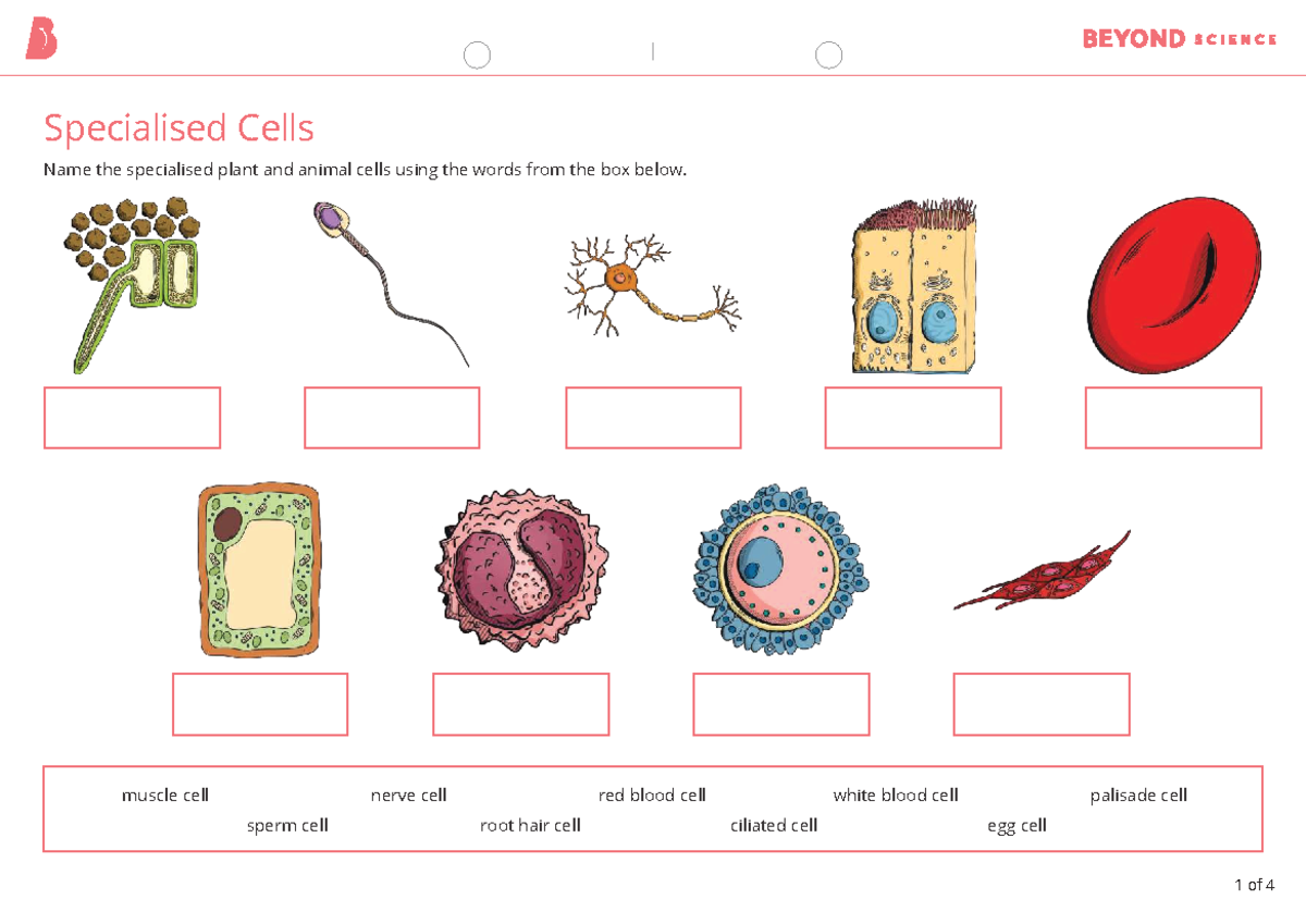 Specialised Cells Worksheet: Adaptations & Functions Analysis - Studocu