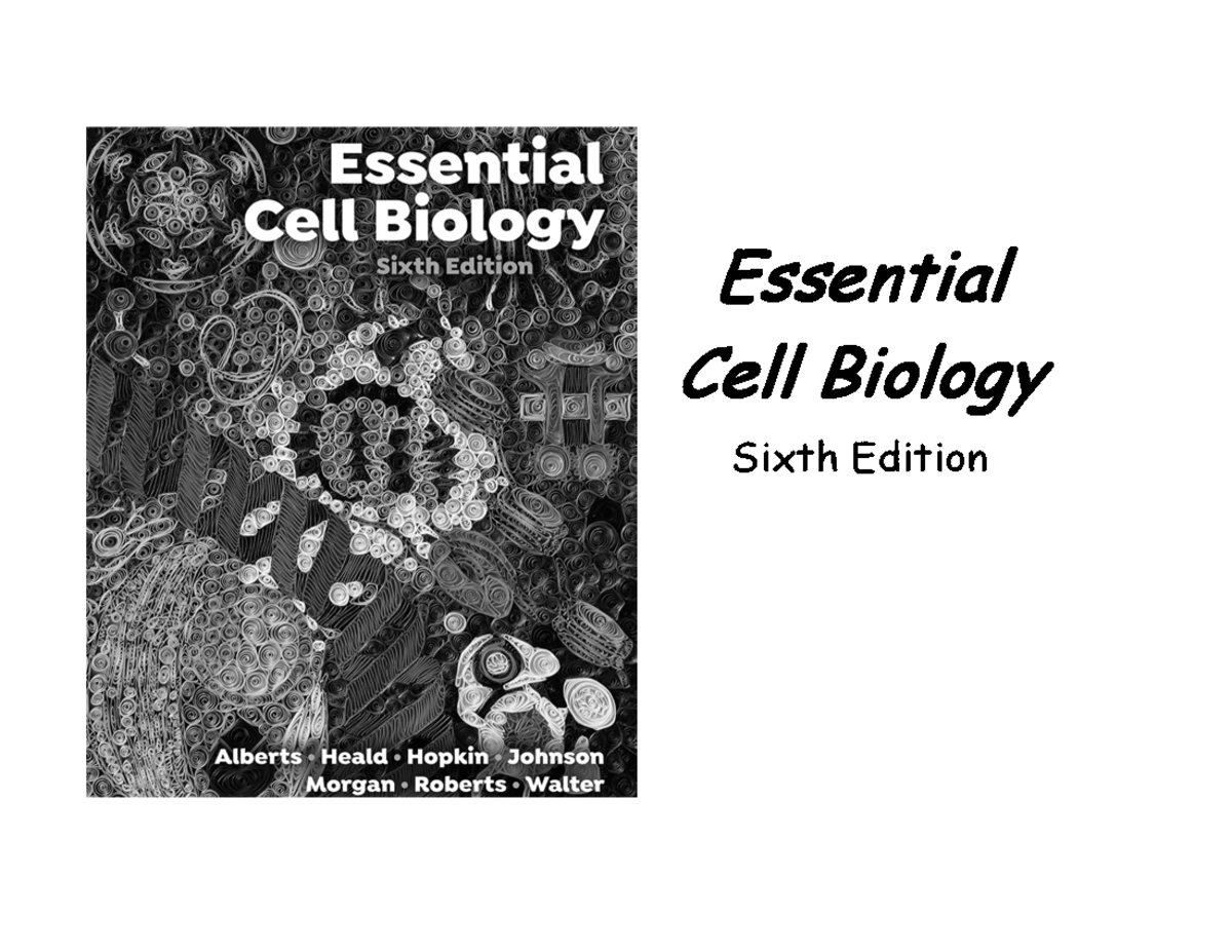 Biological Macromolecules Overview: Carbs, Proteins & Lipids - Studocu