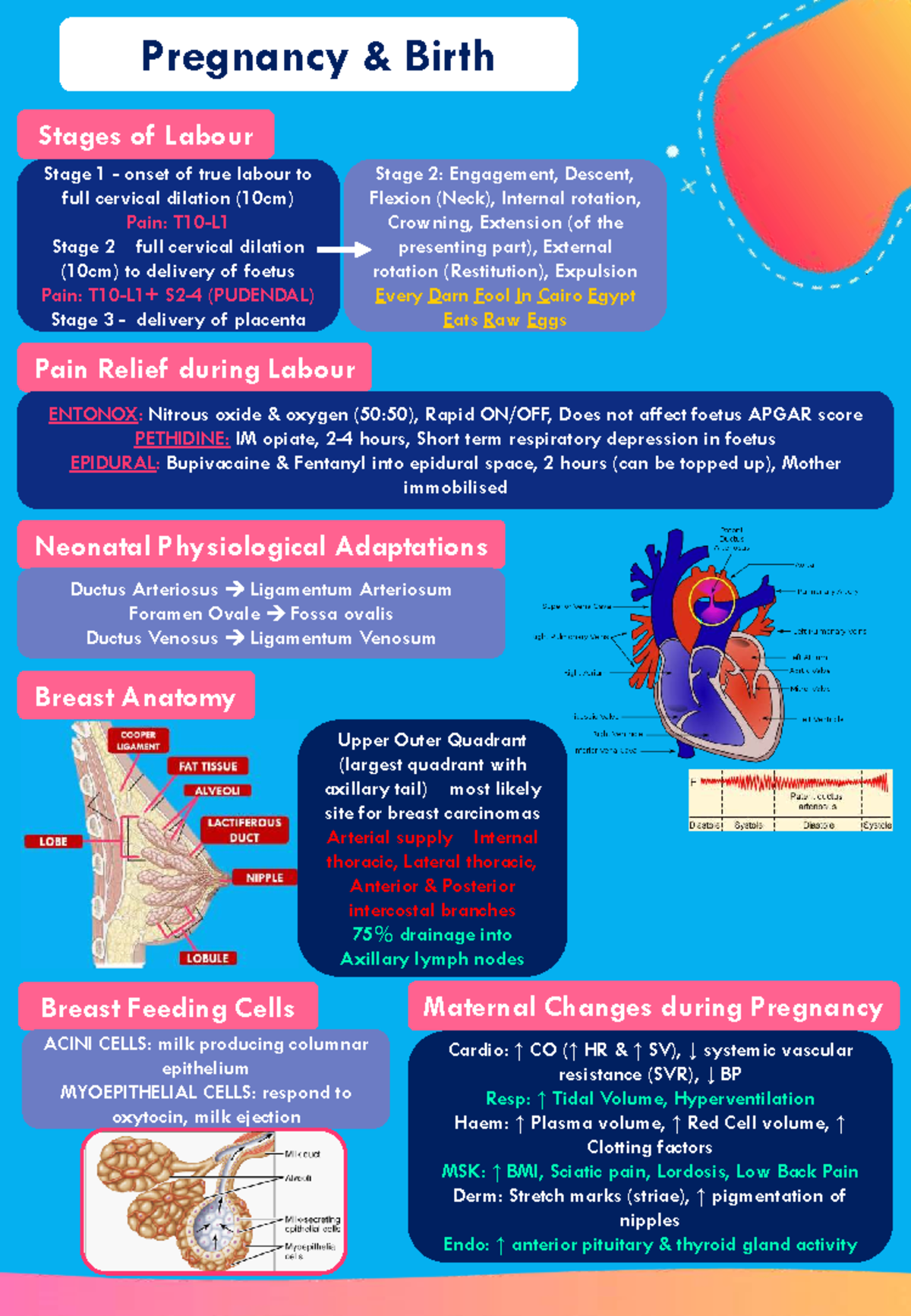 Case Study Cheat Sheet: Pregnancy & Birth Stages (Nursing 101) - Studocu