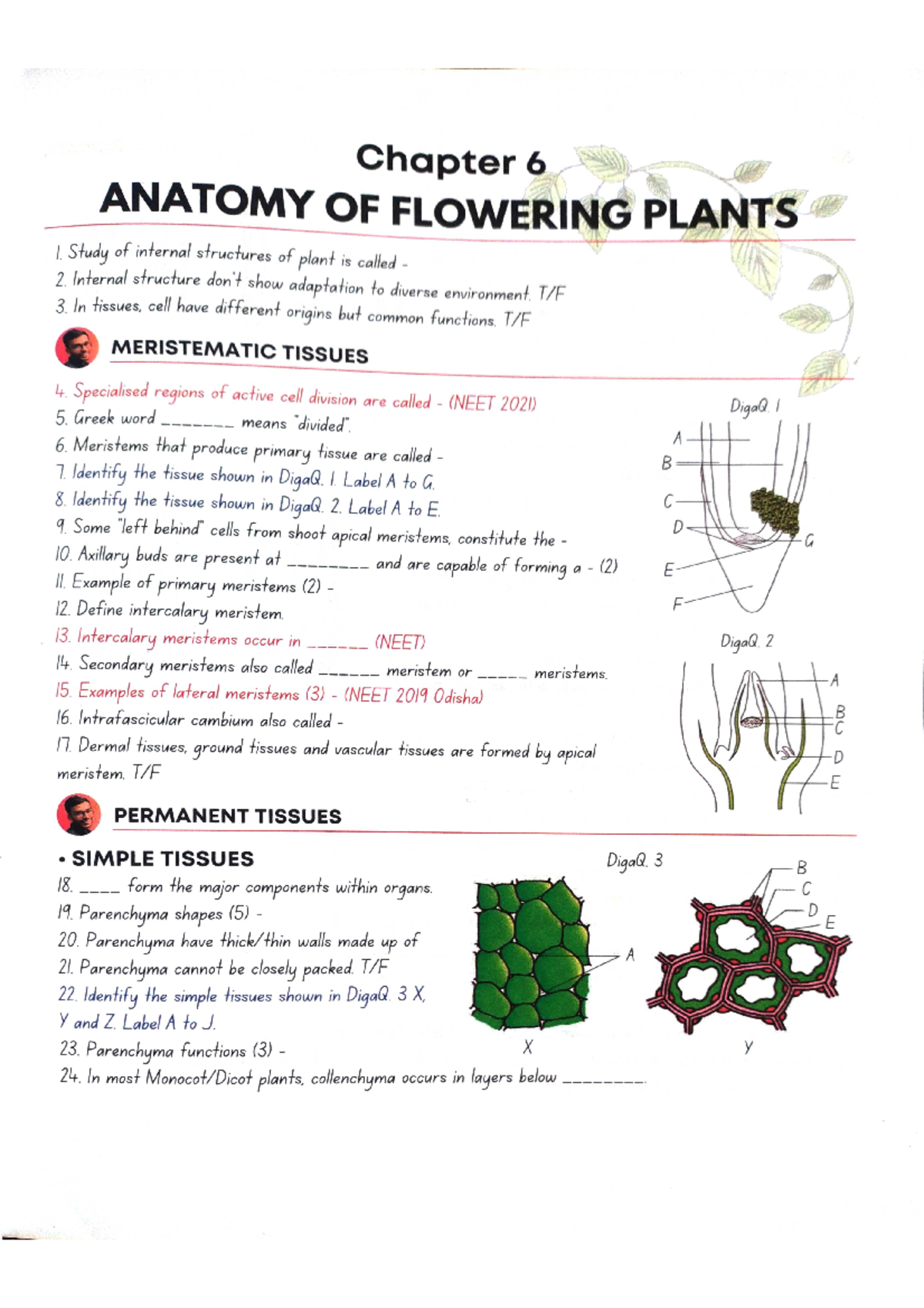 Anatomy OF Flowering Plant - Chapter 6 ANATOMY OF FLOWERING PLANTS ...