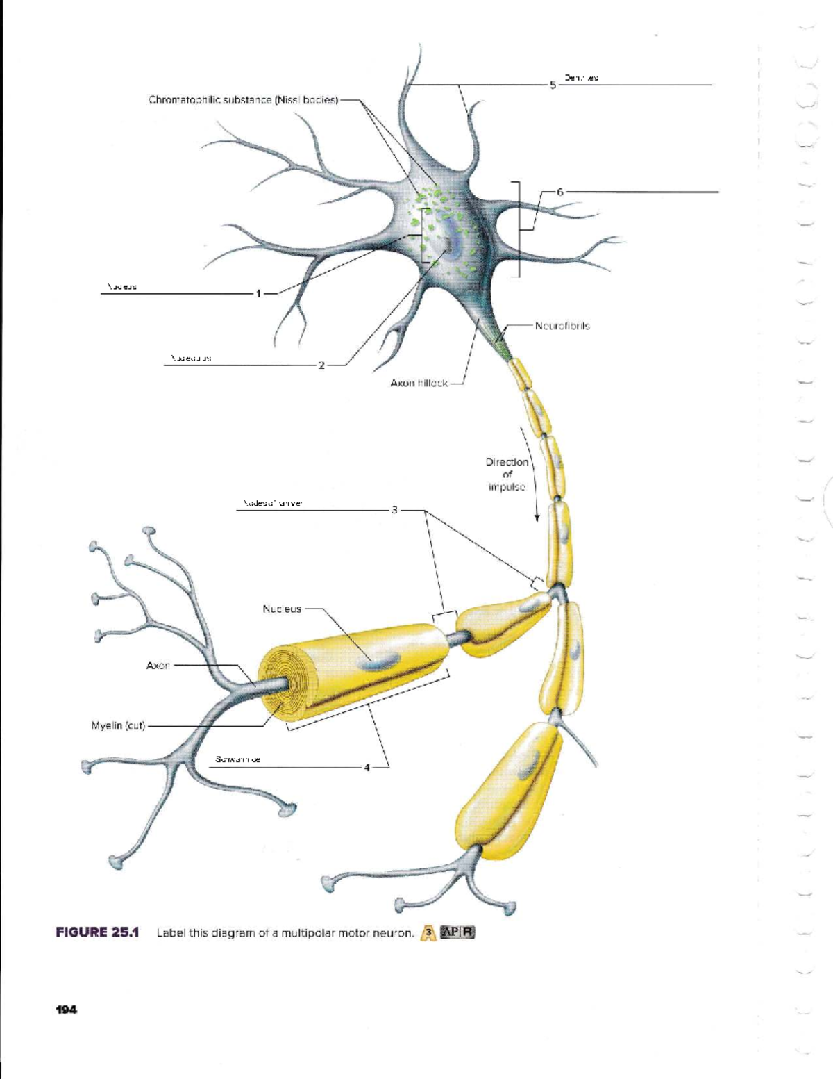 Nervous System Lab - Labeling Neuron Structures and Functions - Studocu