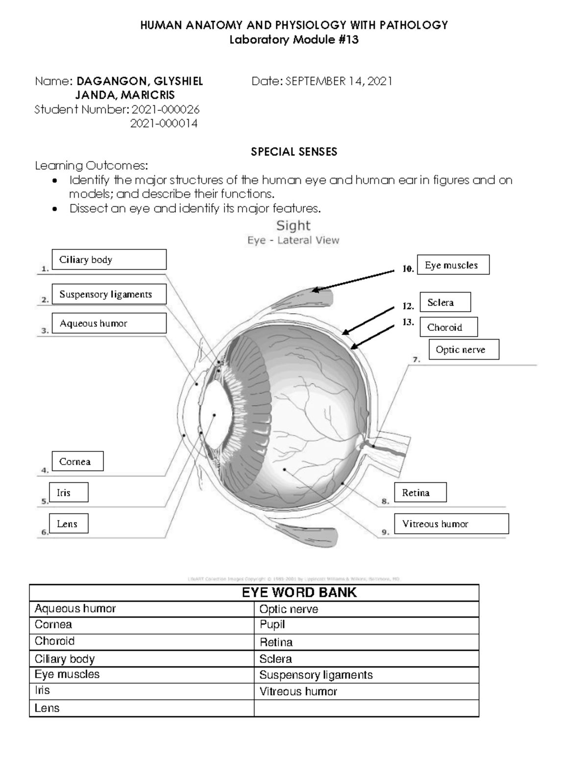 Special Senses Lab Module #13: Eye & Ear Structures and Functions - Studocu