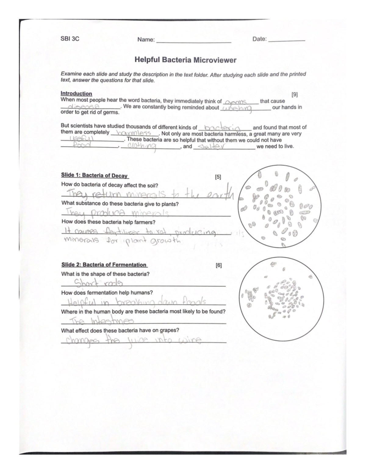 Helpful Bacteria Microviewer - After studying each slide and the ...