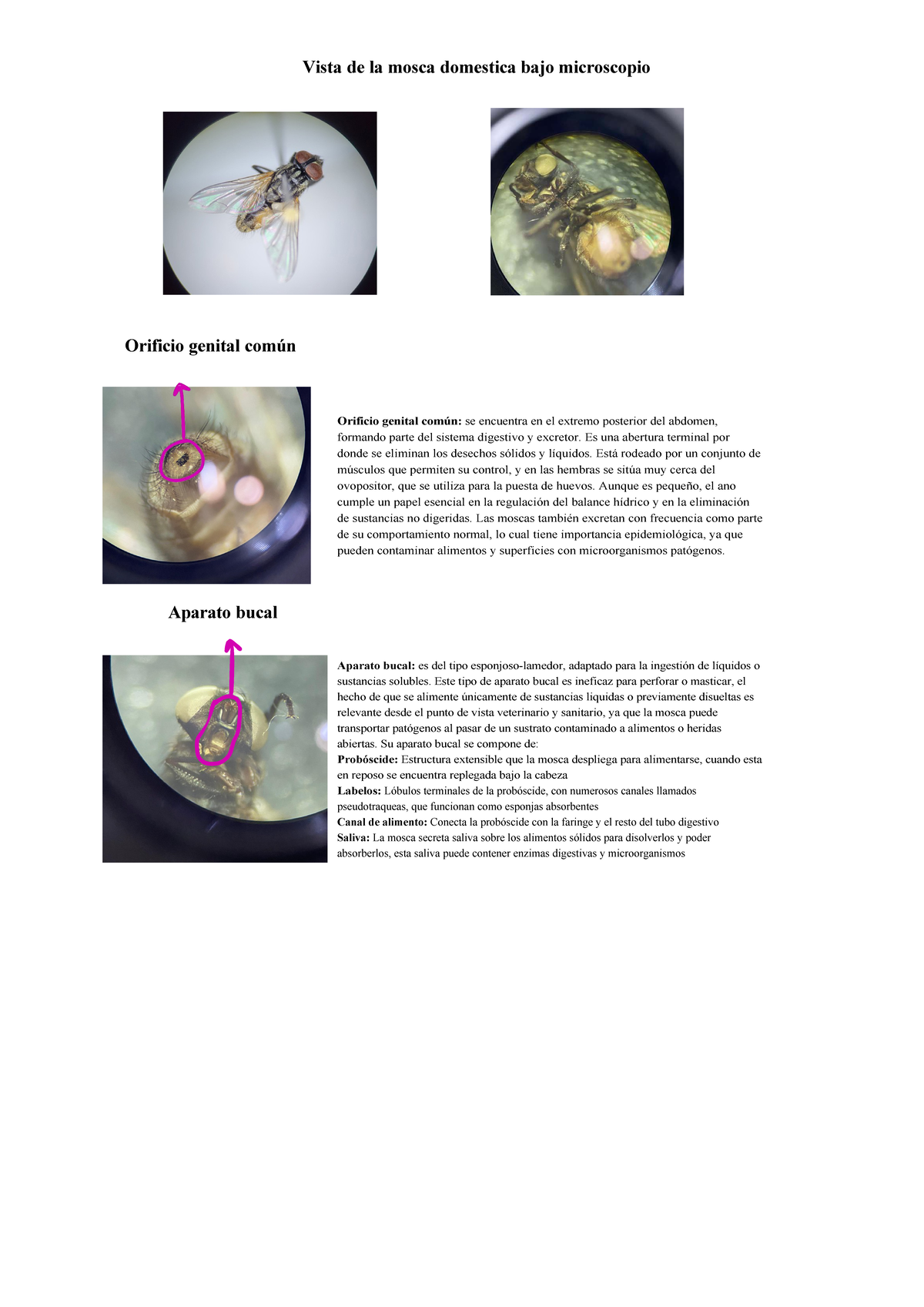 Apuntes sobre la Mosca Doméstica: Anatomía y Funciones (Biología 101 ...