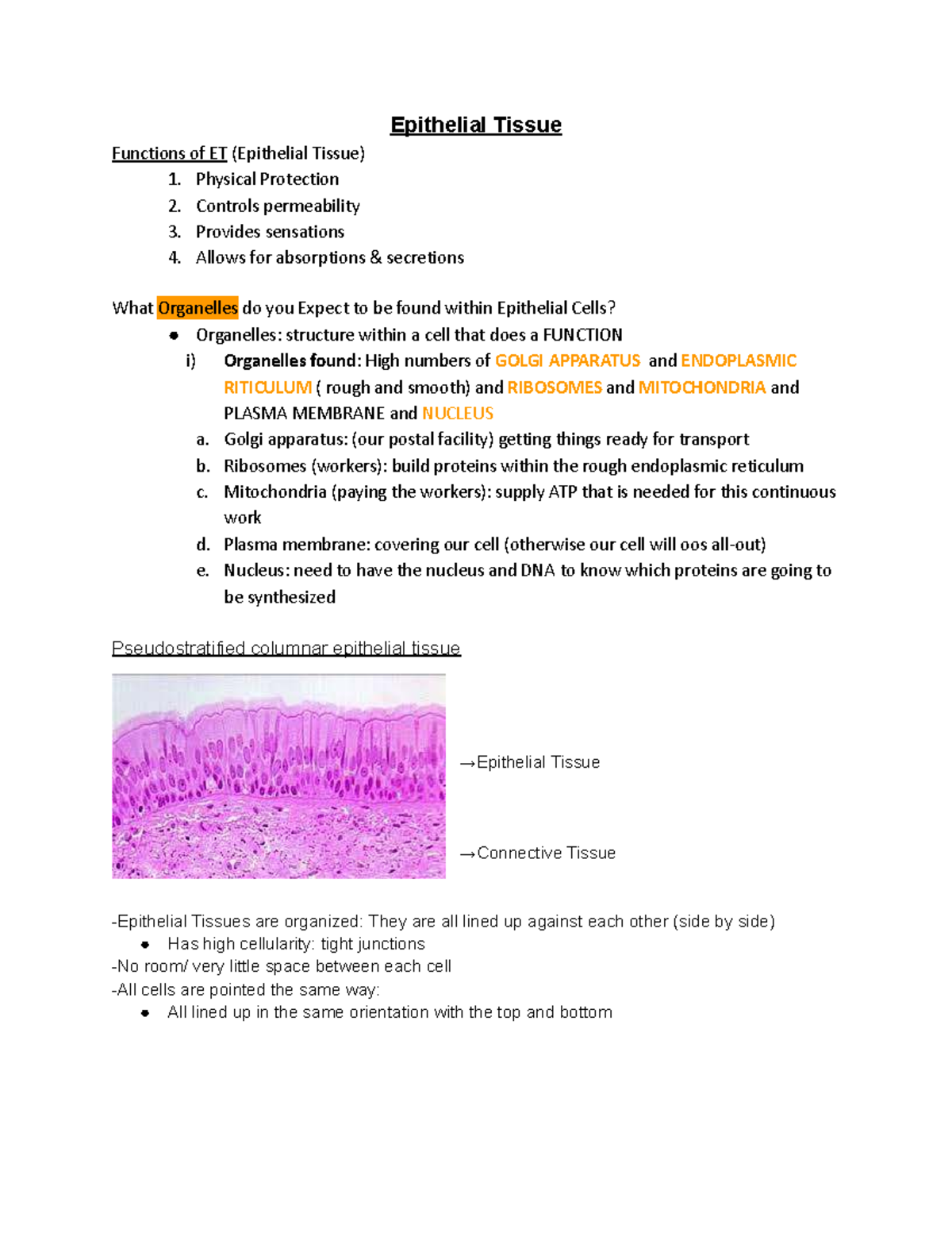 EPHE 141 Midterm Exam Study Guide: Epithelial Tissue Functions and ...