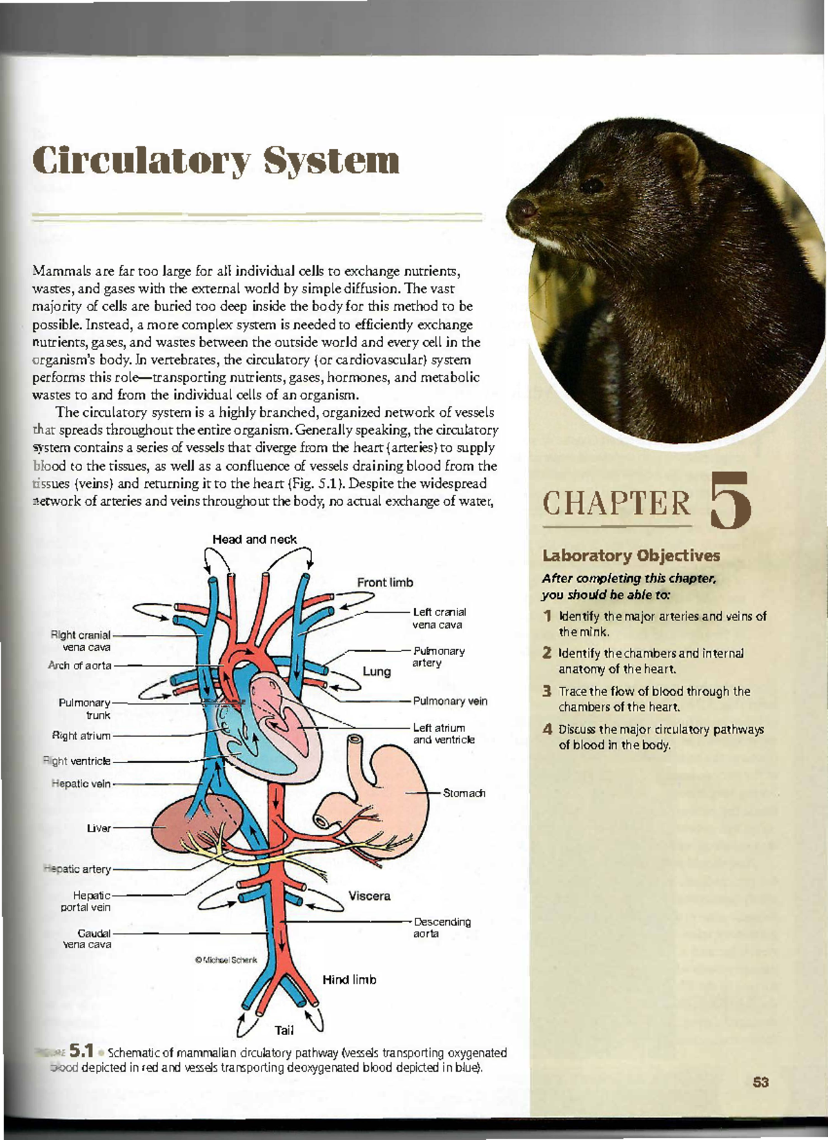 Mink+CVS - Comprehensive Guide to Mink Dissection Techniques - Studocu