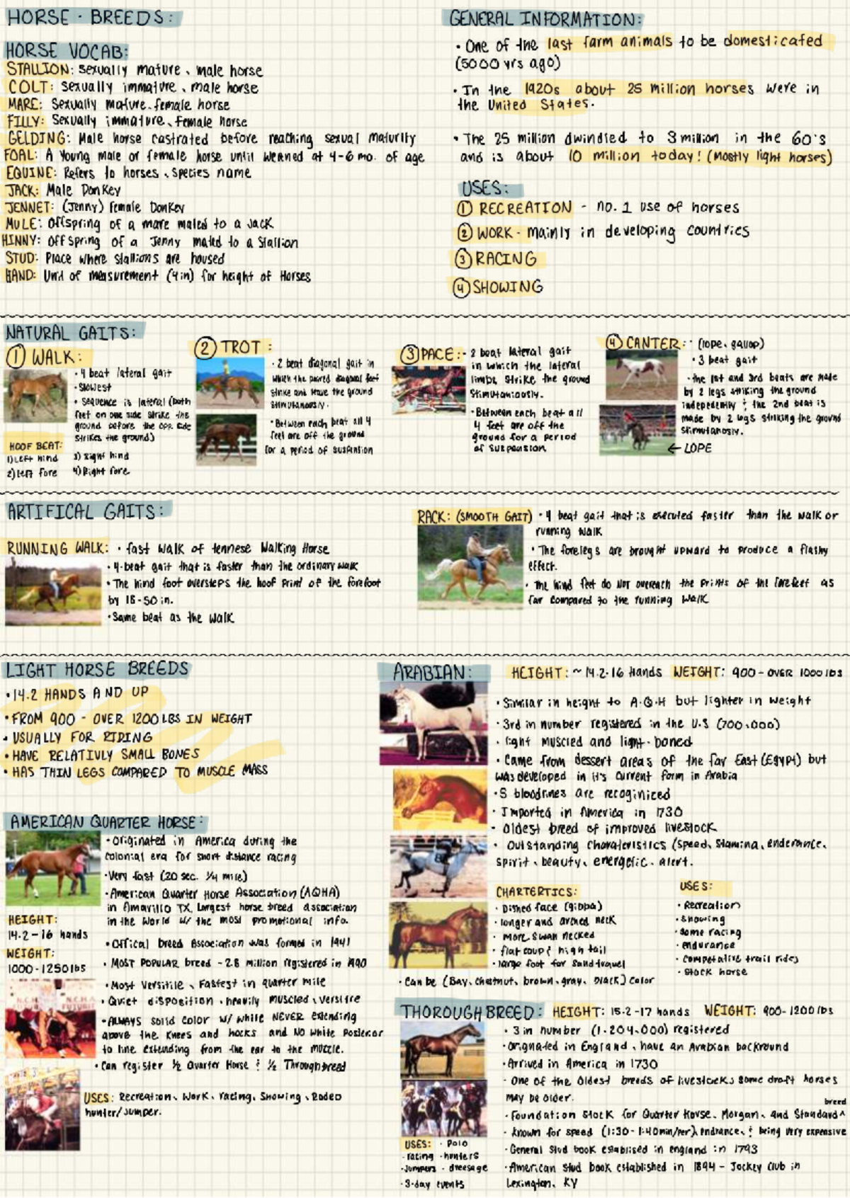 Horse Breeds Overview: General Info & Vocabulary - Studocu
