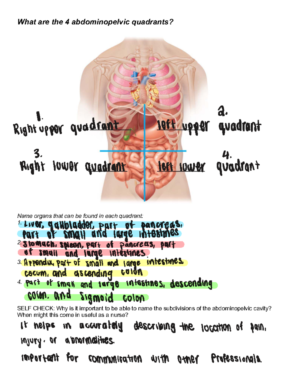 4 Quadrants Of Abdomen And Organs Drawing