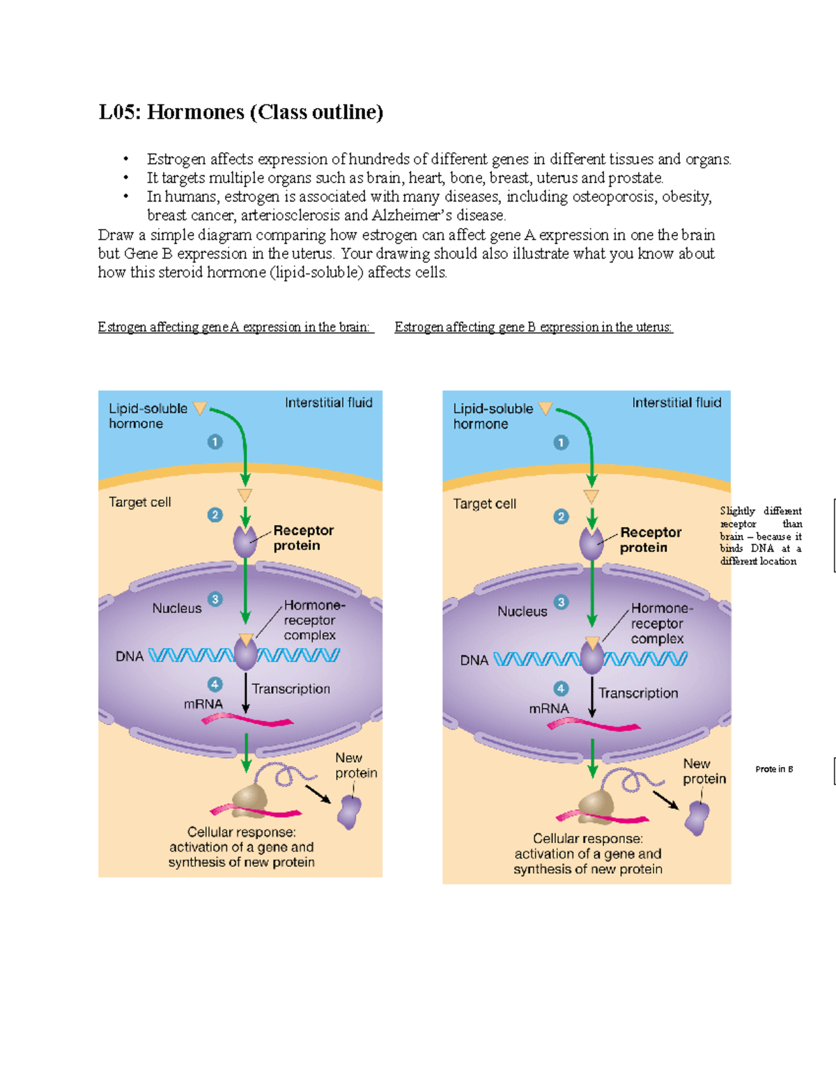 L05: Class Outline on Hormonal Cell Signaling & Estrogen Effects - Studocu