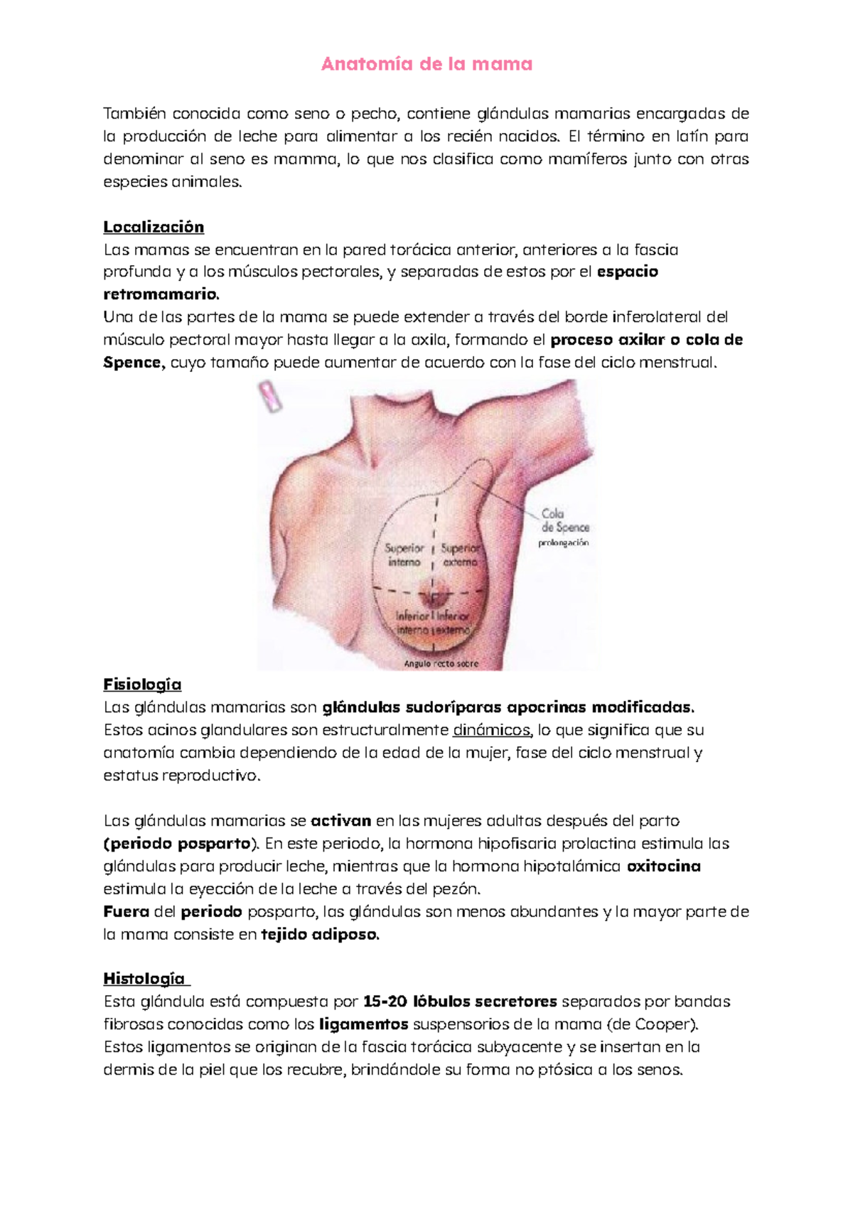 Anatomía de la Mama: Estructura, Fisiología y Funciones Esenciales ...