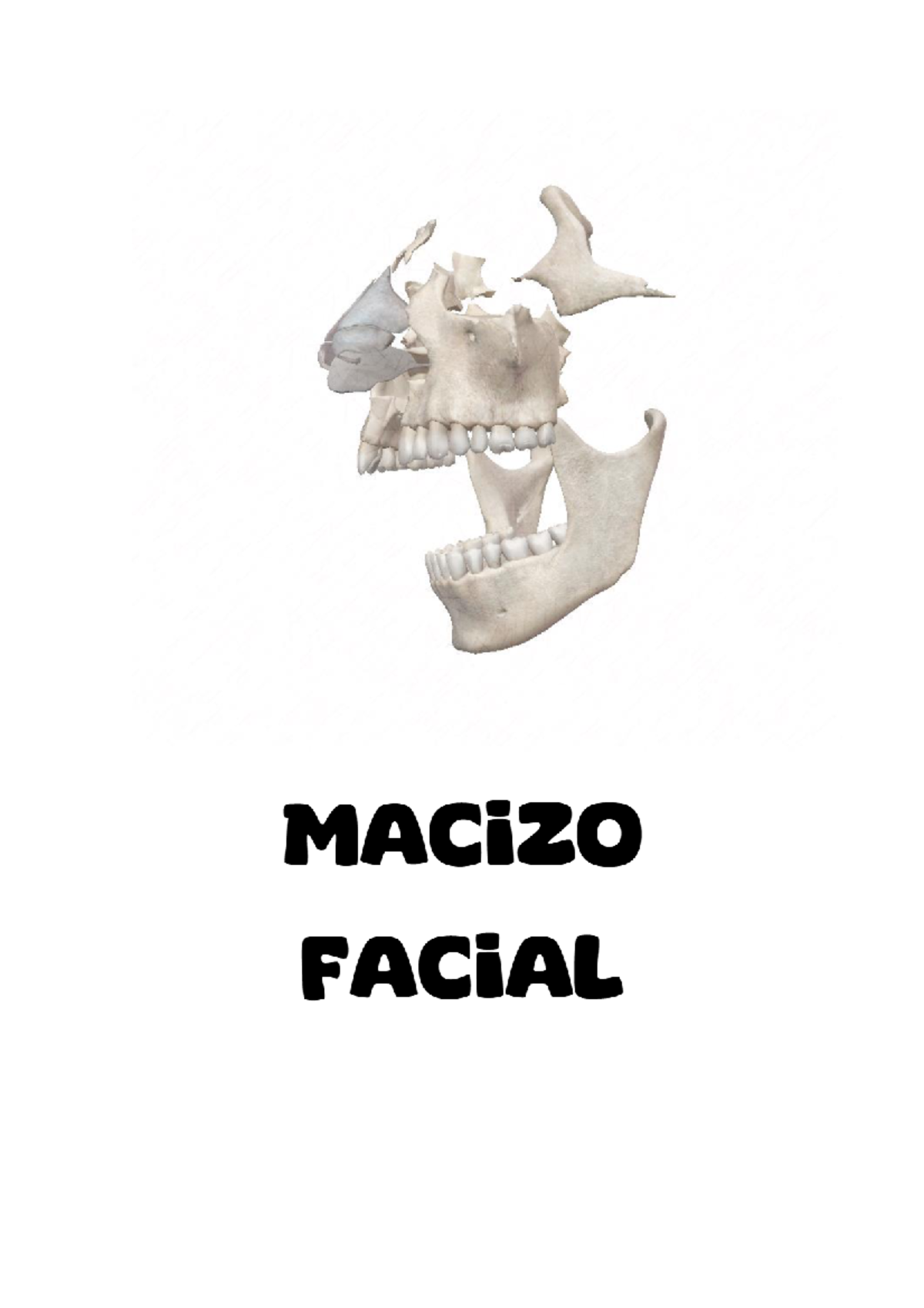 Estudio sobre la Anatomía del Hueso Maxilar Facial en Medicina - Studocu