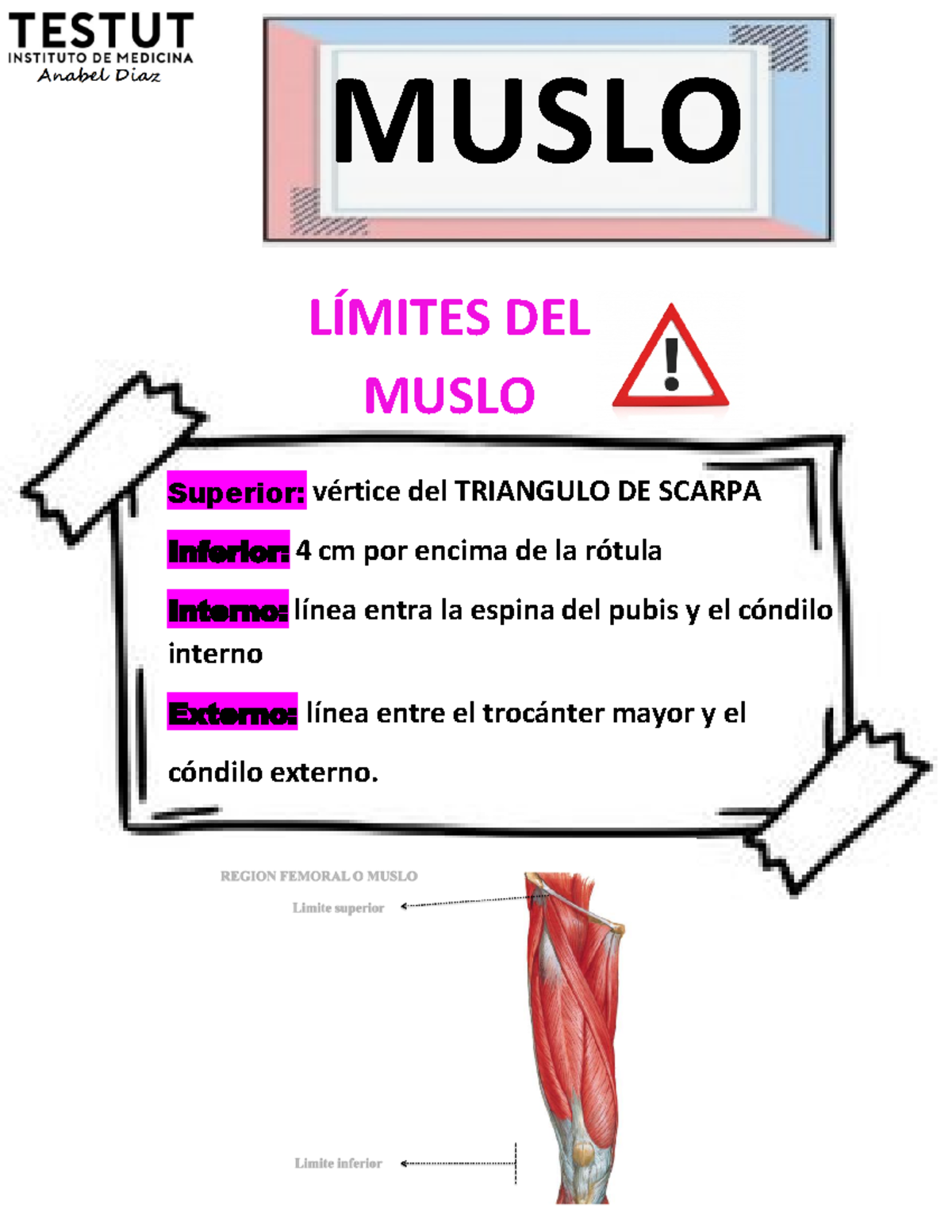 Límites y Anatomía del Muslo: Guía Completa sobre el Fémur - Studocu