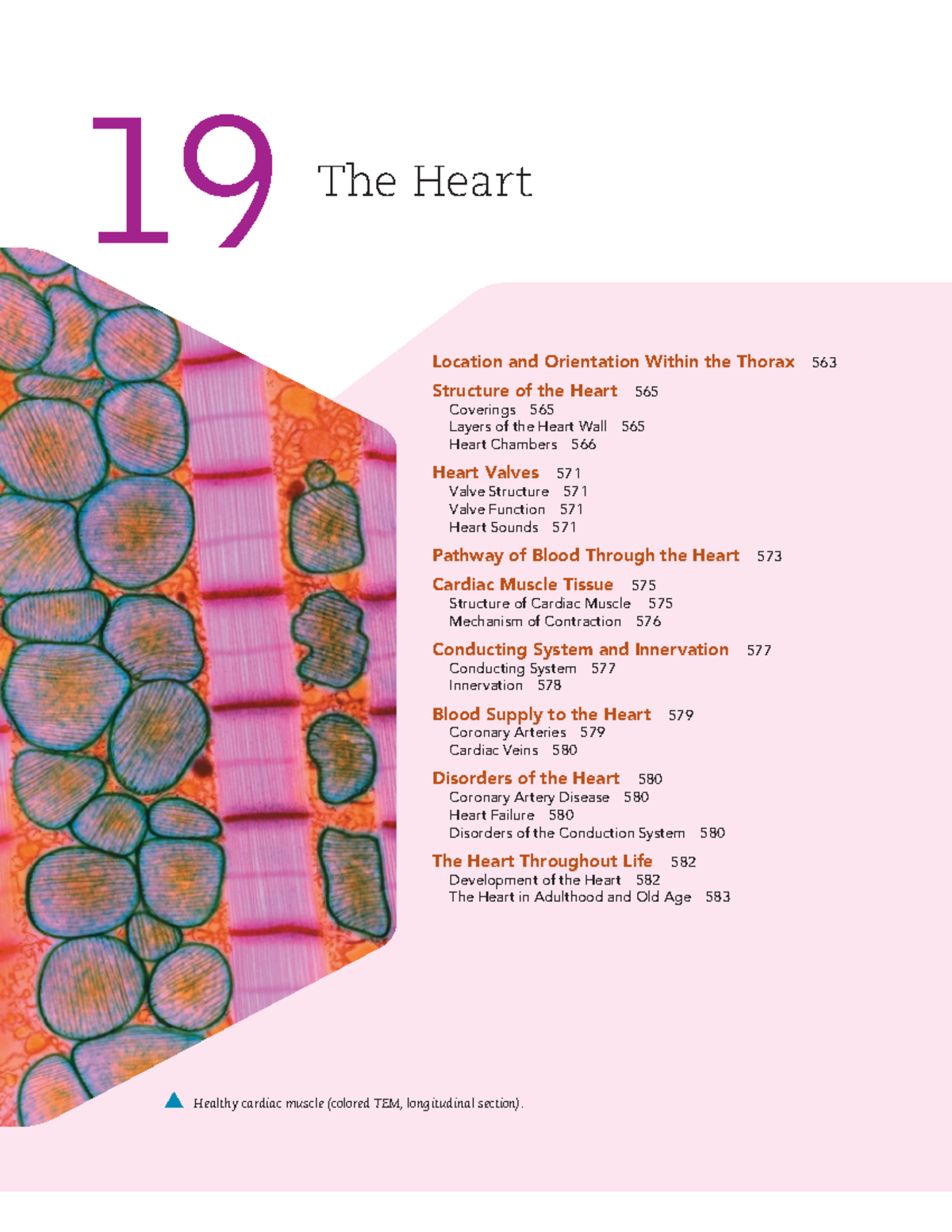 Comprehensive Guide to Blood Vessels & Heart Function (M20_MARI3813 ...