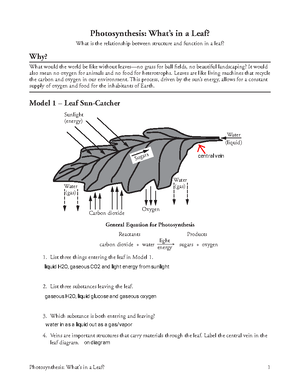 Photosynthesis review packet complete w answers - answer key ...