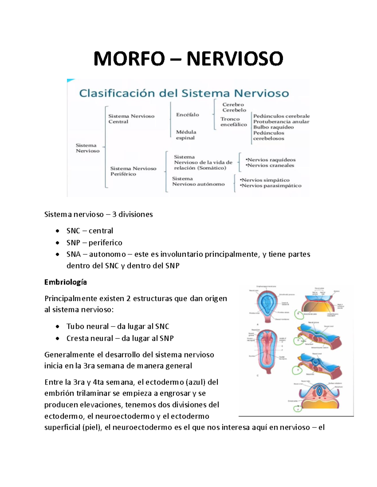 Morfologia del sistema nervioso - MORFO – NERVIOSO Sistema nervioso – 3 divisiones SNC – central ...