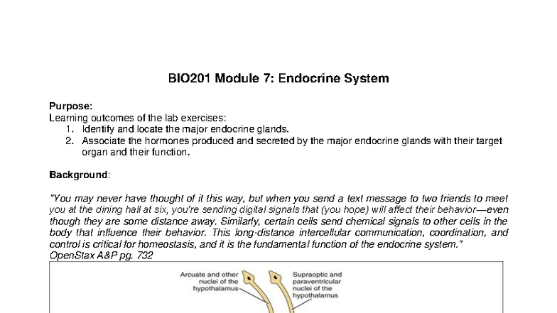 BIO201 Week 7: Endocrine System Lab Overview and Exercises - Studocu