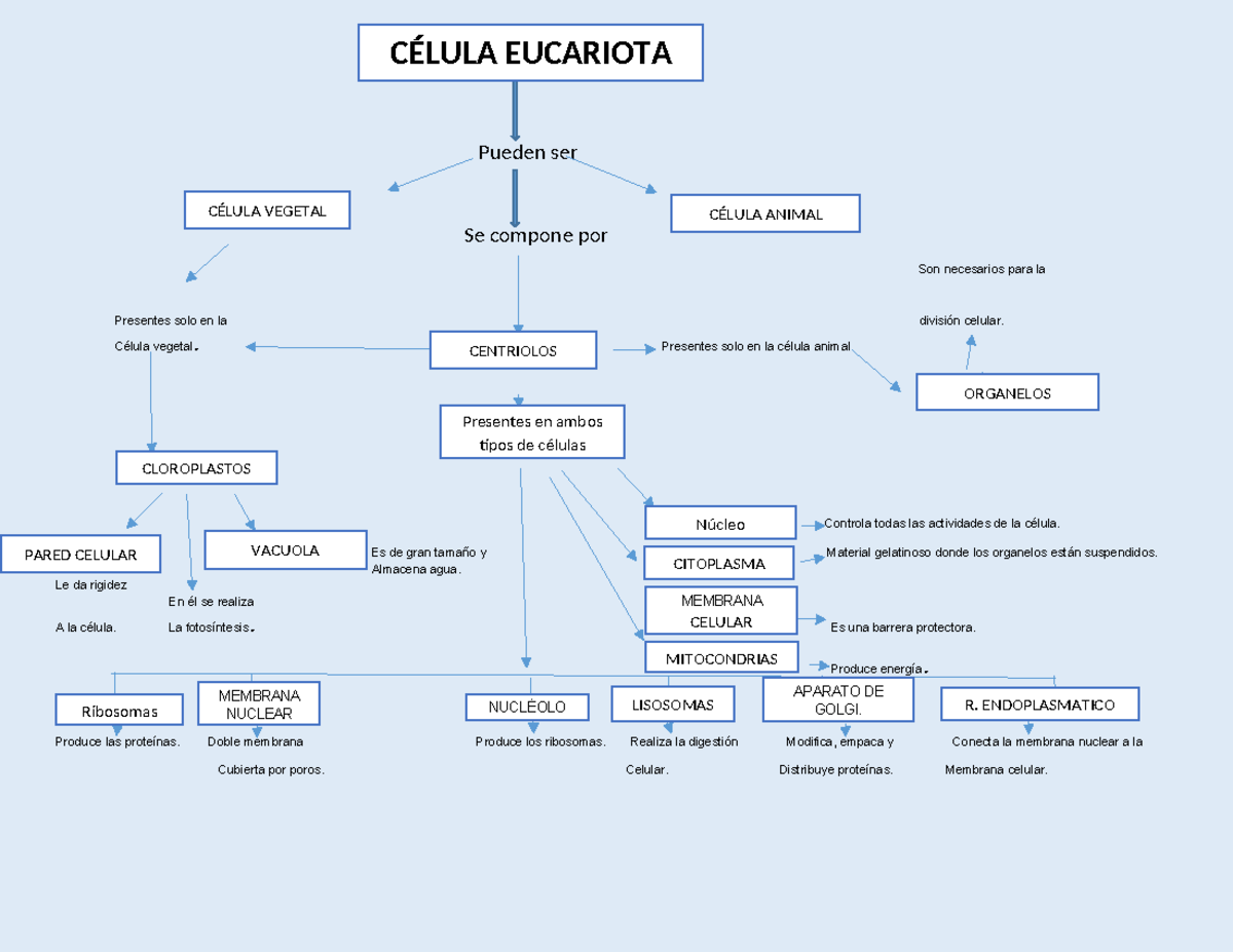 Mapa Conceptual De La Celula Procariota Y Eucariota En - Infoupdate.org Mapa Conceptual De La Celula Procariota Y Eucariota En - Infoupdate.org