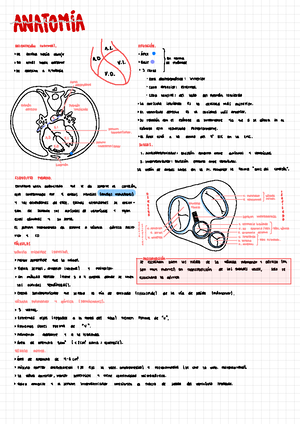 Anatomia DEL Corazon - Surco coronario o AV Surco interventricular ...