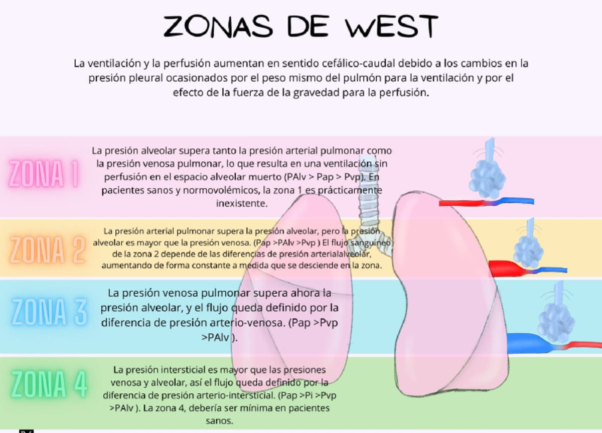 Zonas de West: Ventilación y Perfusión en Pulmones - Studocu