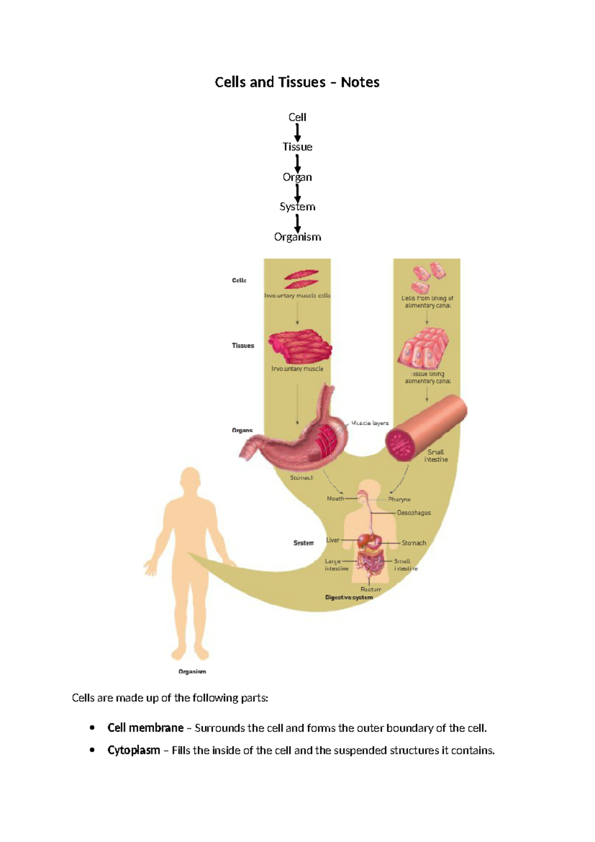 Cells & Tissues - Lecture Notes (BIO101) - Studocu
