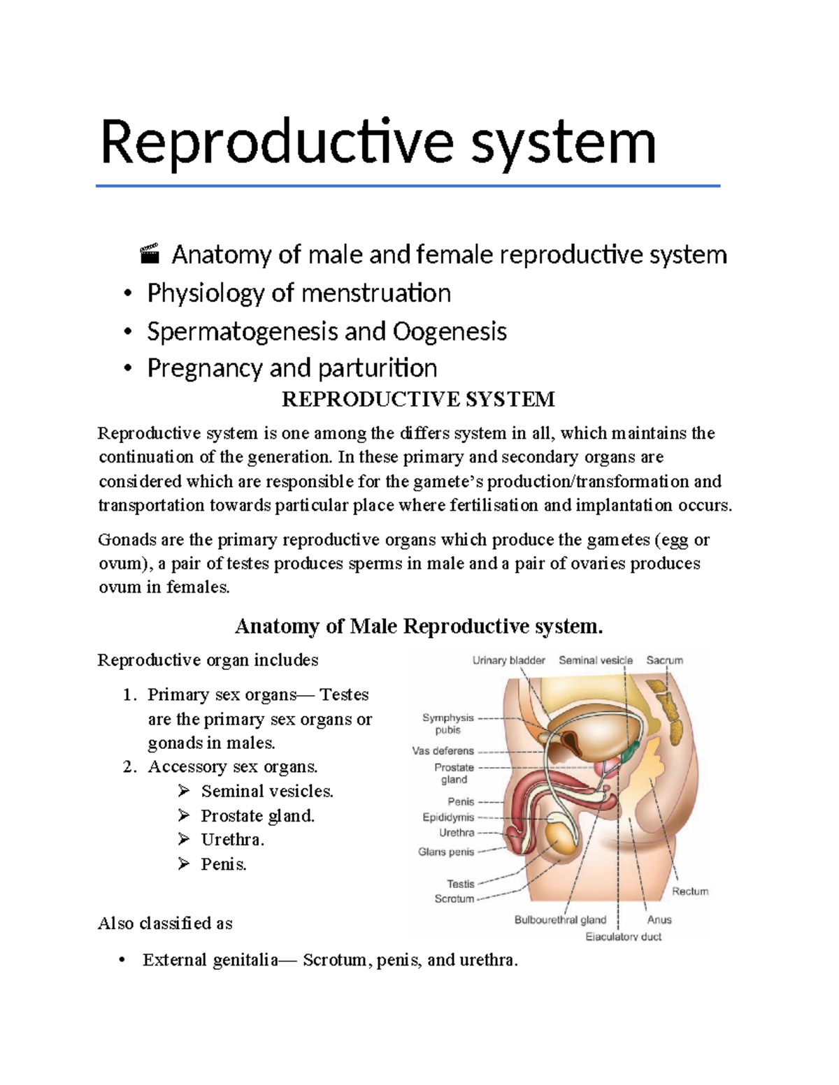 Reproductive System - Detailed Lecture Notes (BIO101) - Studocu