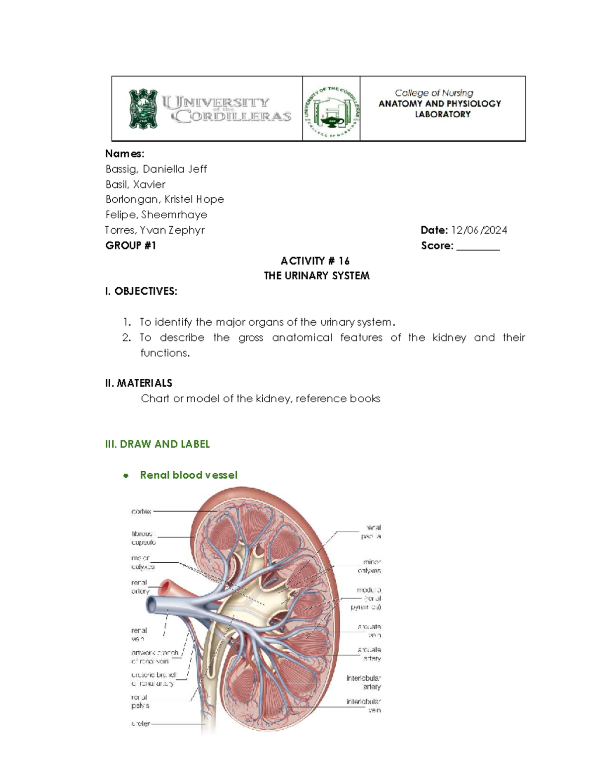 16 Urinary System: Anatomy, Function, and Pathophysiology Insights ...