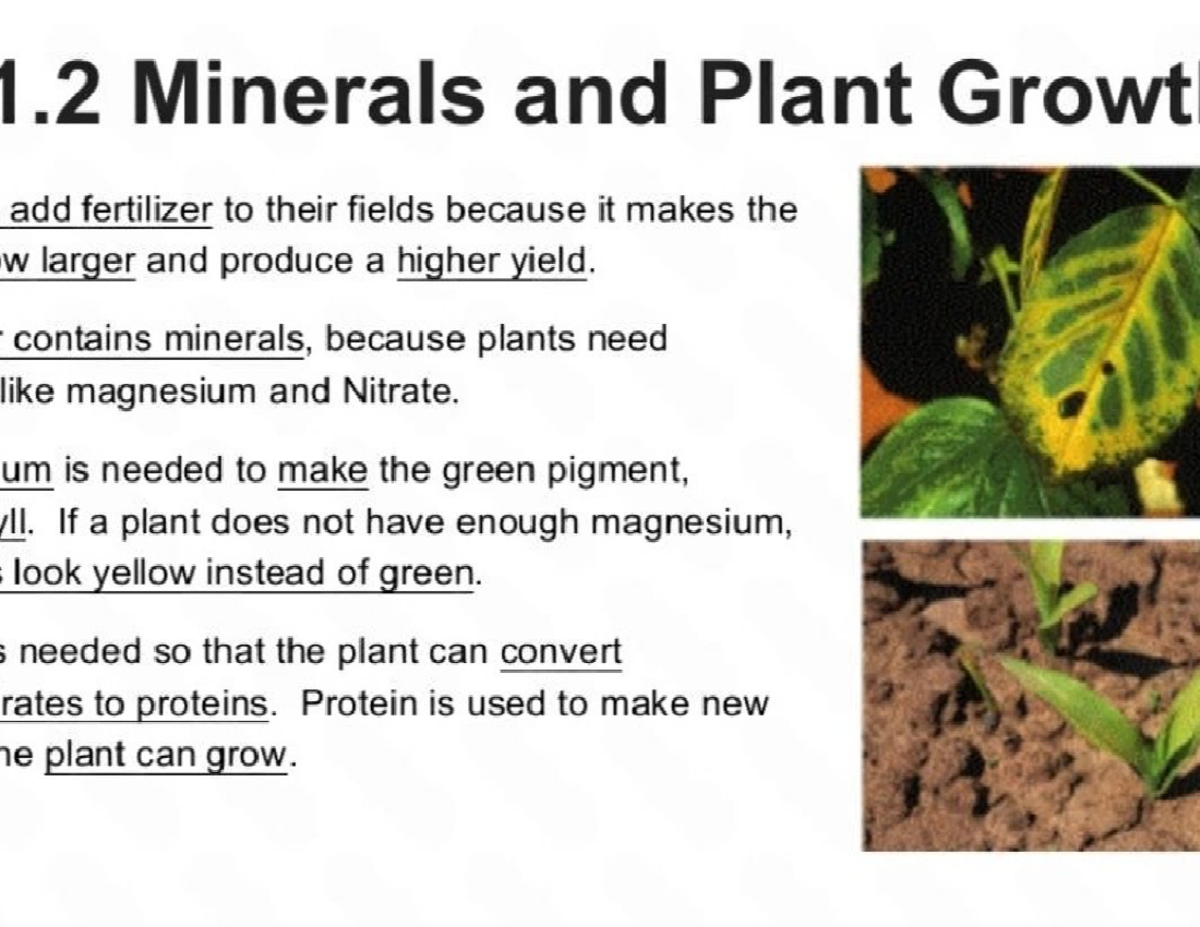 Minerals and Fertilizers for Plant Growth: Summary 3 - Studocu