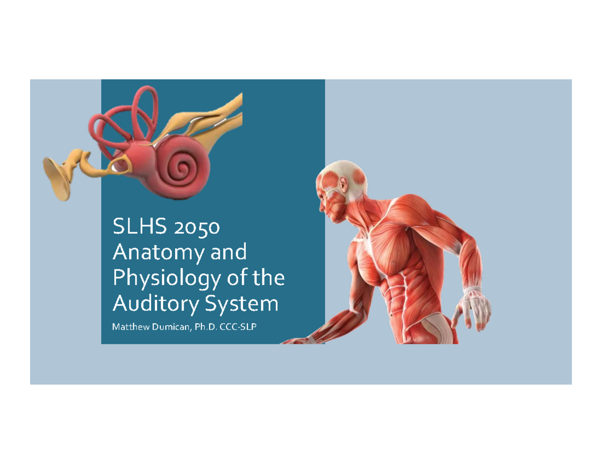 SLHS 2050 Lecture Notes: Anatomy of the Auditory System - Studocu