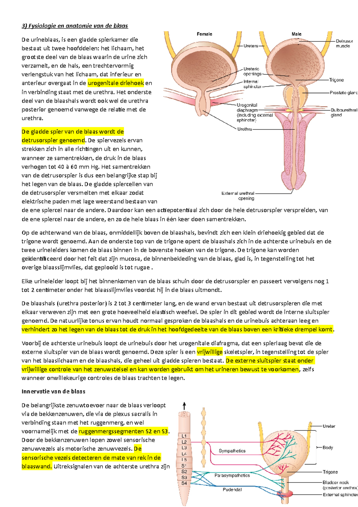 Blaas Anatomie & Fysiologie: Gedetailleerde Studie Notities - Studeersnel