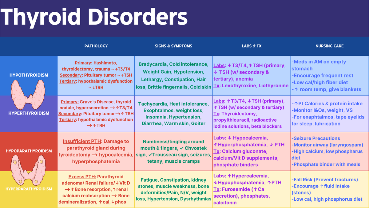 Thyroid & Parathyroid Disorders: Pathology, Signs, Labs, & Tx - Studocu