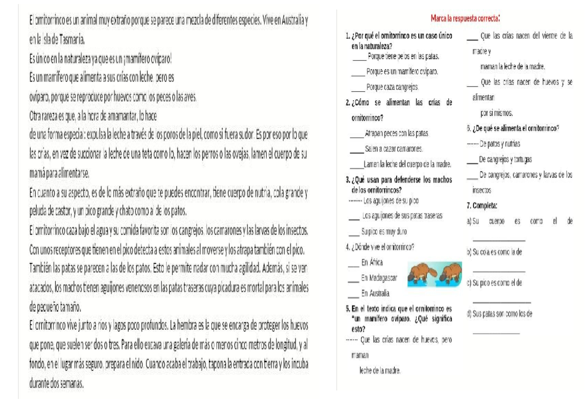 Ficha Comu El Ornitorrinco Un Mamífero Ovíparo único En La
