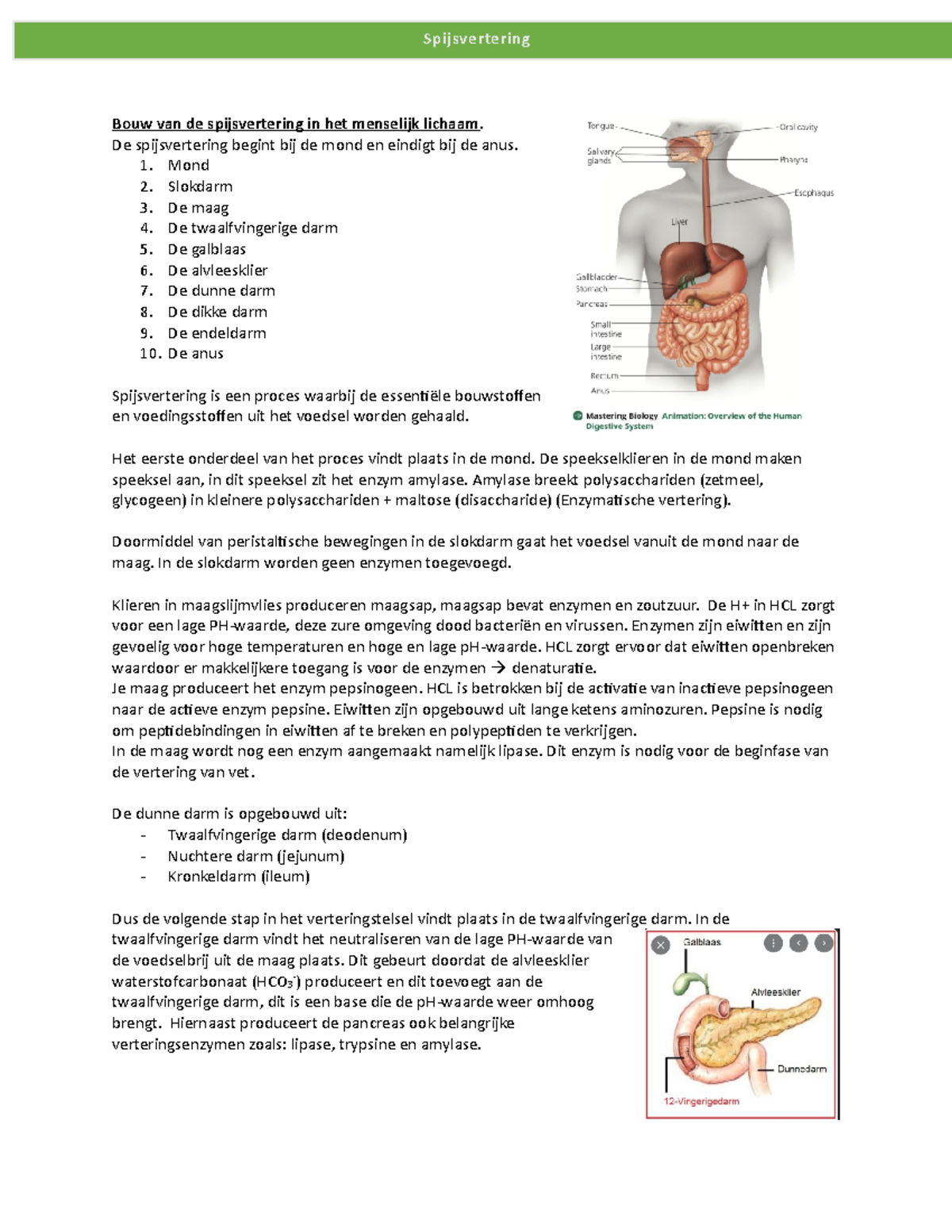 Bouw en Functie van de Spijsvertering in het Menselijk Lichaam ...