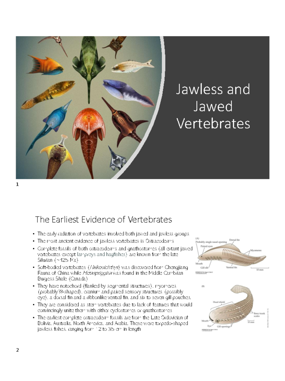 Extinct Paleozoic Jawed Fishes Study Notes (BIO 501) - Jawless and ...