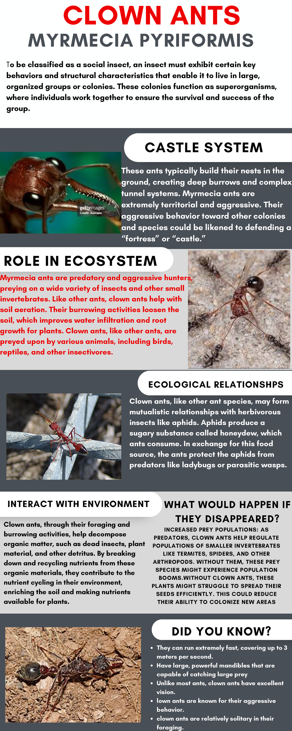 Insect Infographic - Use to your advantage - CLOWN ANTS To be ...