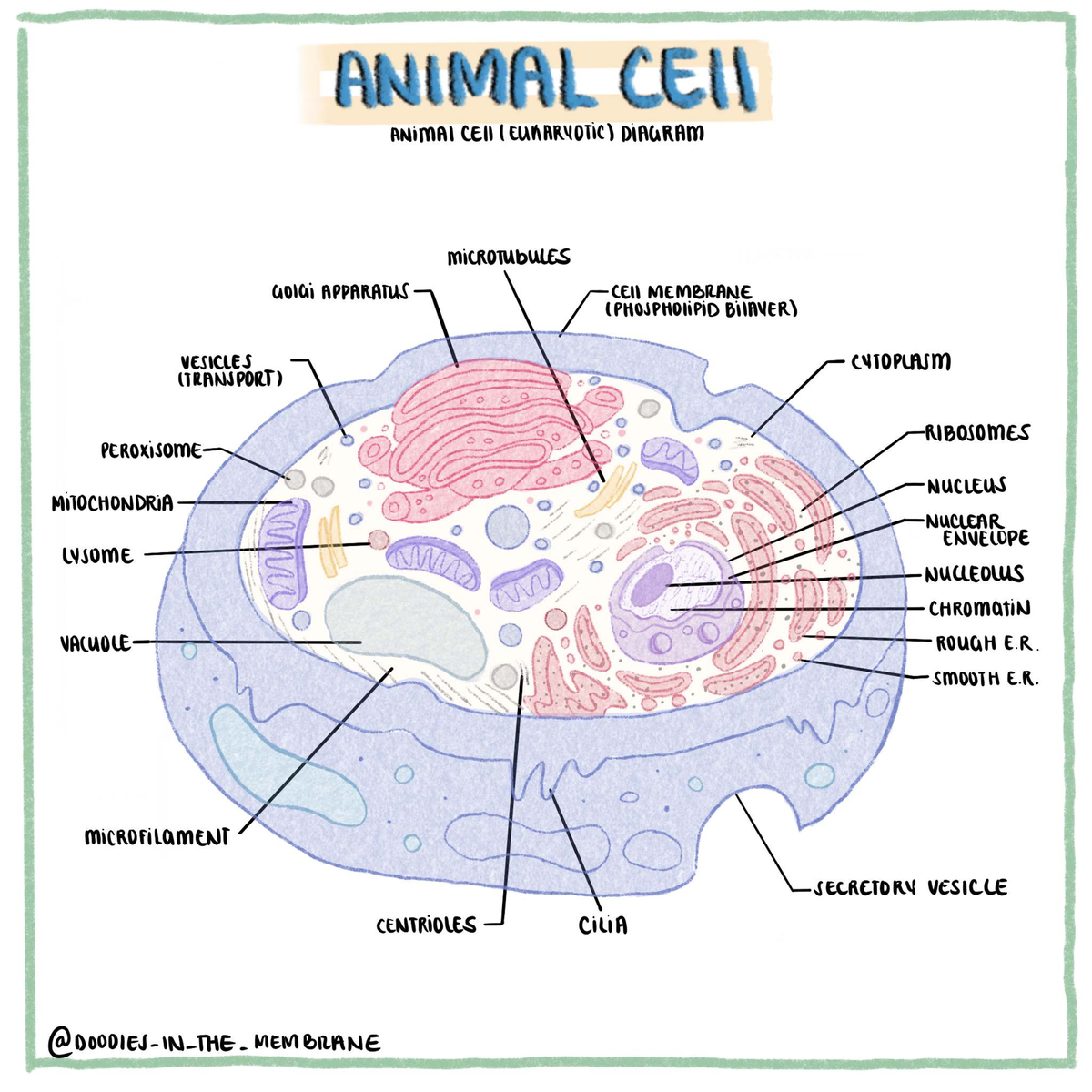Cell Biology (BIO 101) Lecture Notes: Membrane Structures and Functions ...