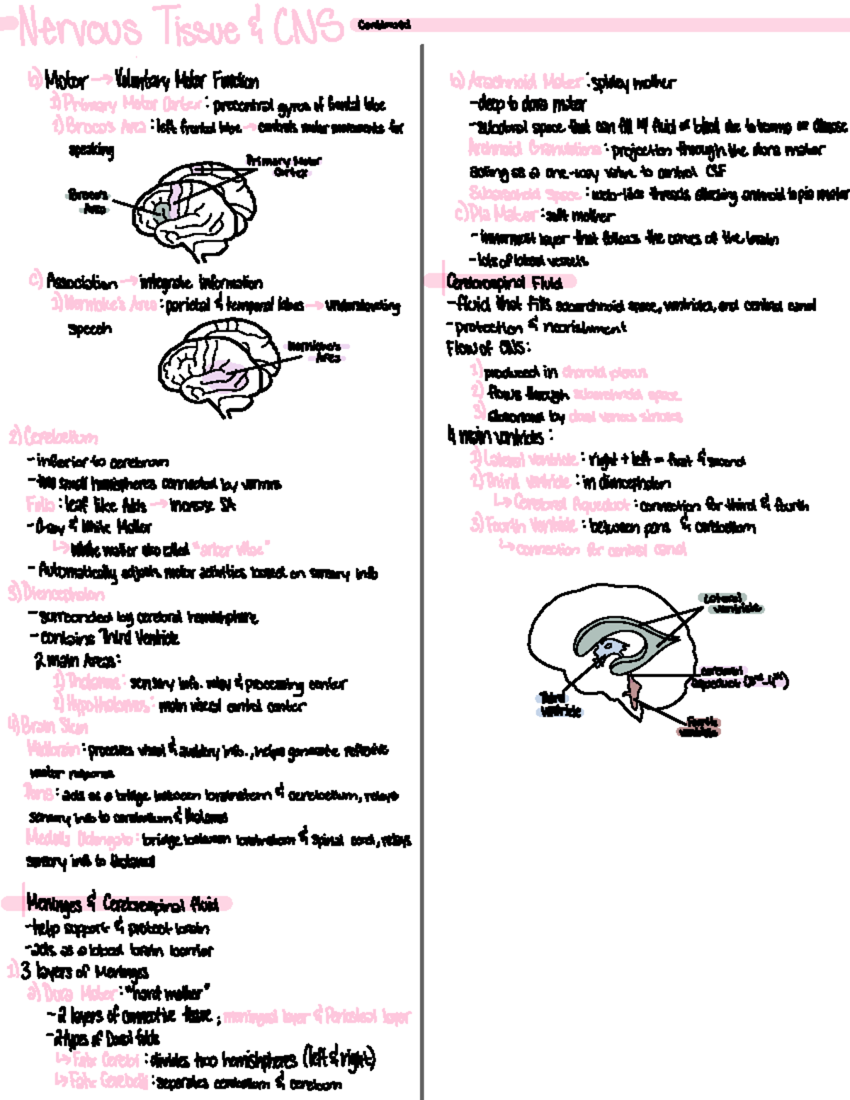 Nervous Tissue & CNS Overview: Motor Functions & Ventricular System - Studocu