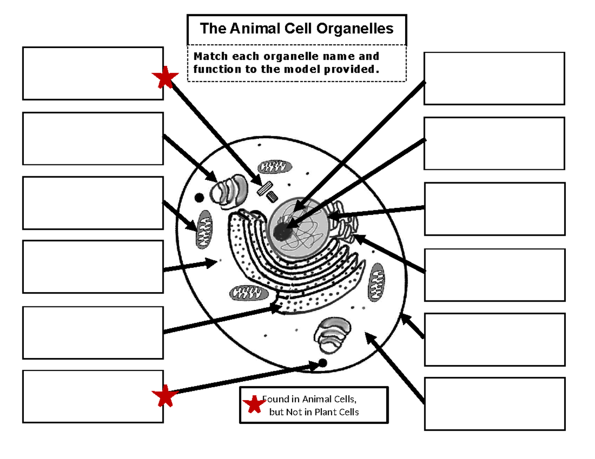 Animal and Plant Cell Organelles Labeling WS - Version 2 - Studocu