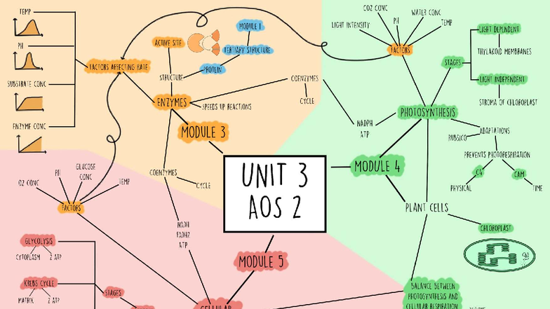 Unit 3 AOS 2 Mindmap: Photosynthesis & Cellular Respiration Factors - Studocu
