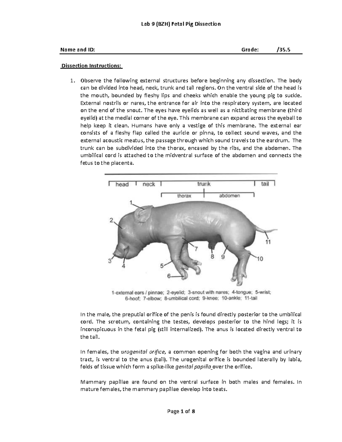 Lab 9 (BZH) Fetal Pig Dissection Guide and Instructions - Studocu