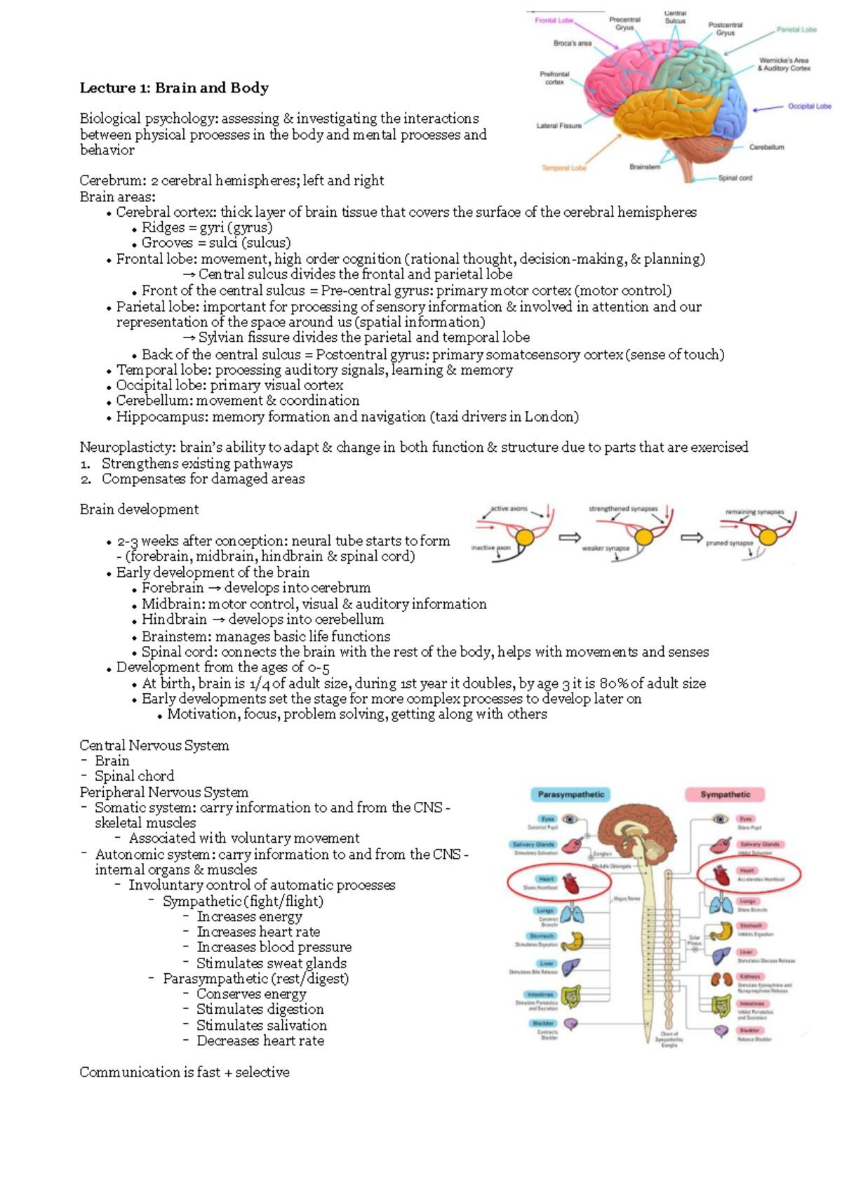 Biological Psychology Lecture Notes: Brain & Body Interactions ...