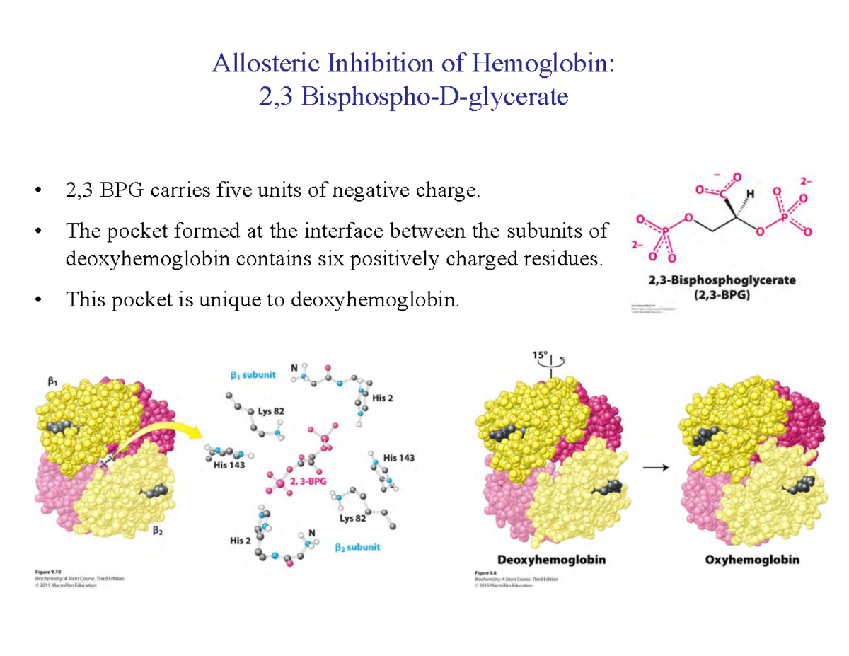 Coordination of O2 Delivery and CO2 Removal in Hemoglobin Physiology ...